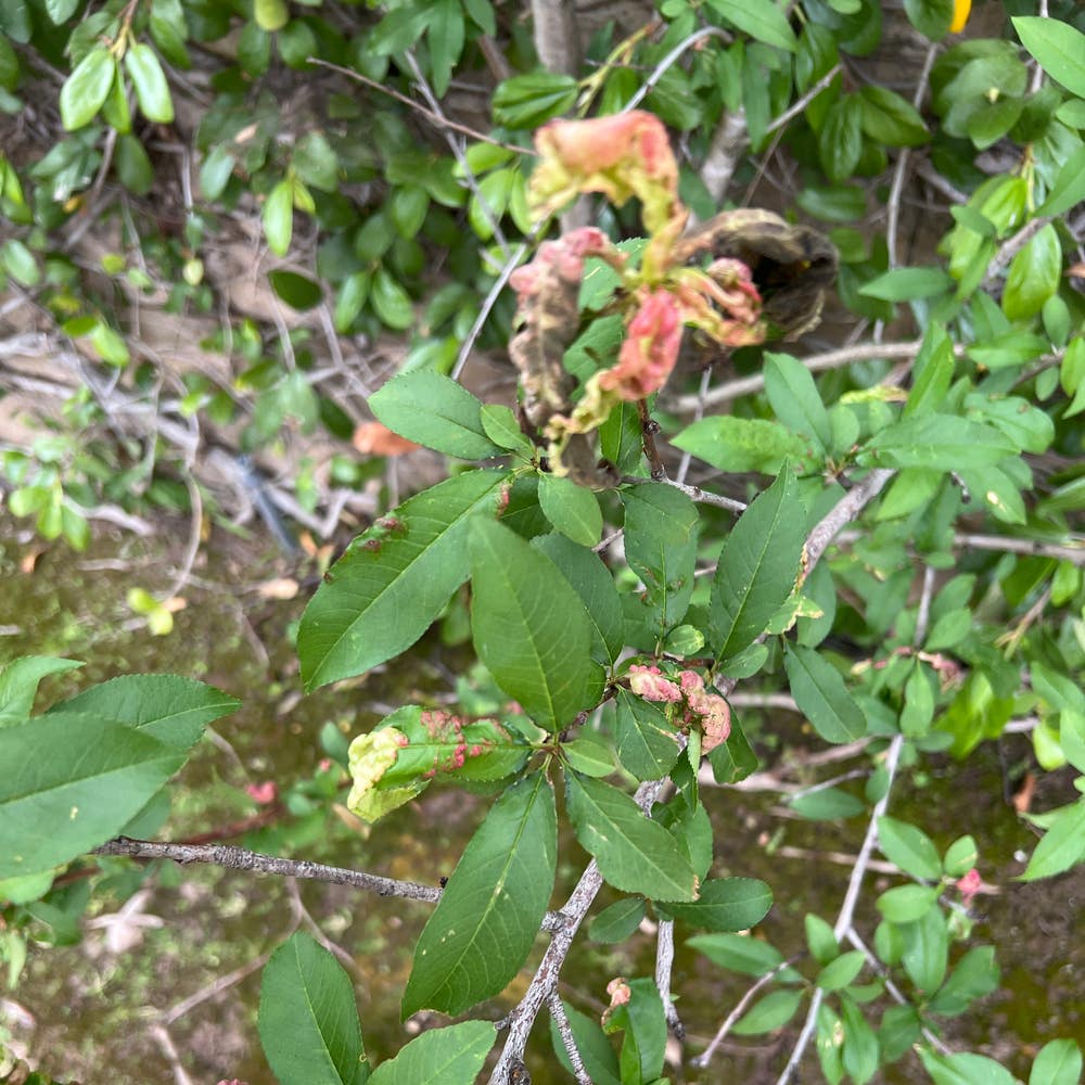 Common Peach Tree Problems Common Peach Tree Problems