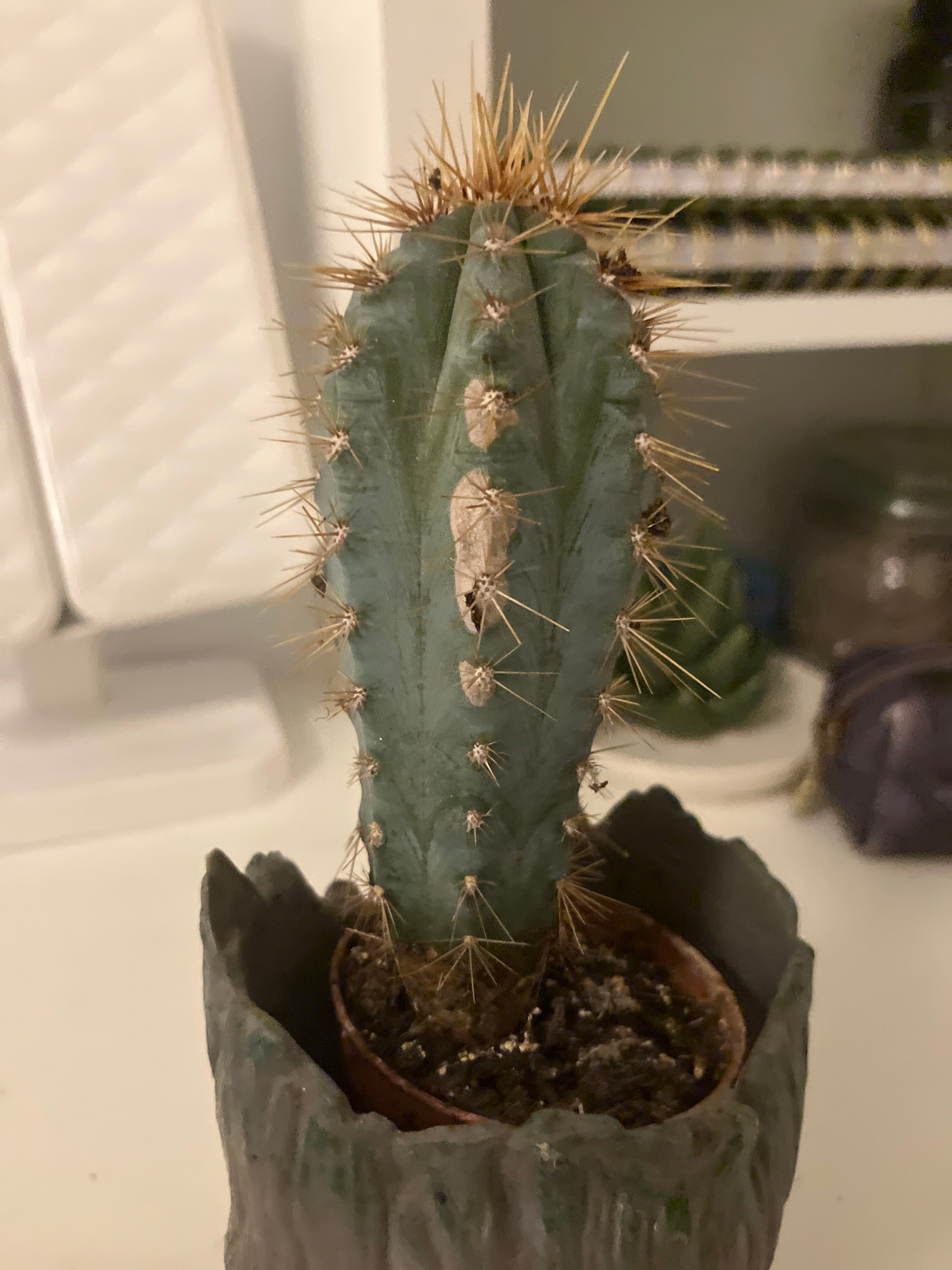 🌵 Introduction to Purpus' Blue Columnar Cactus