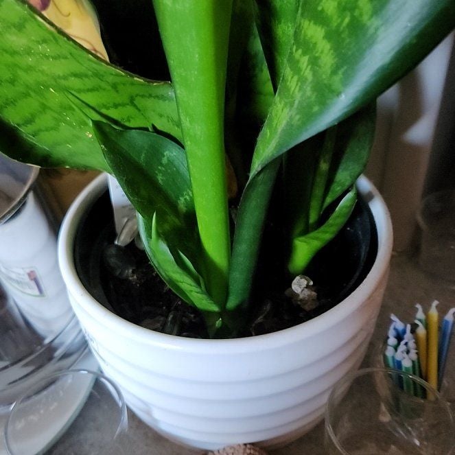 Zeus | A plant by @GodlyDovetree on Greg