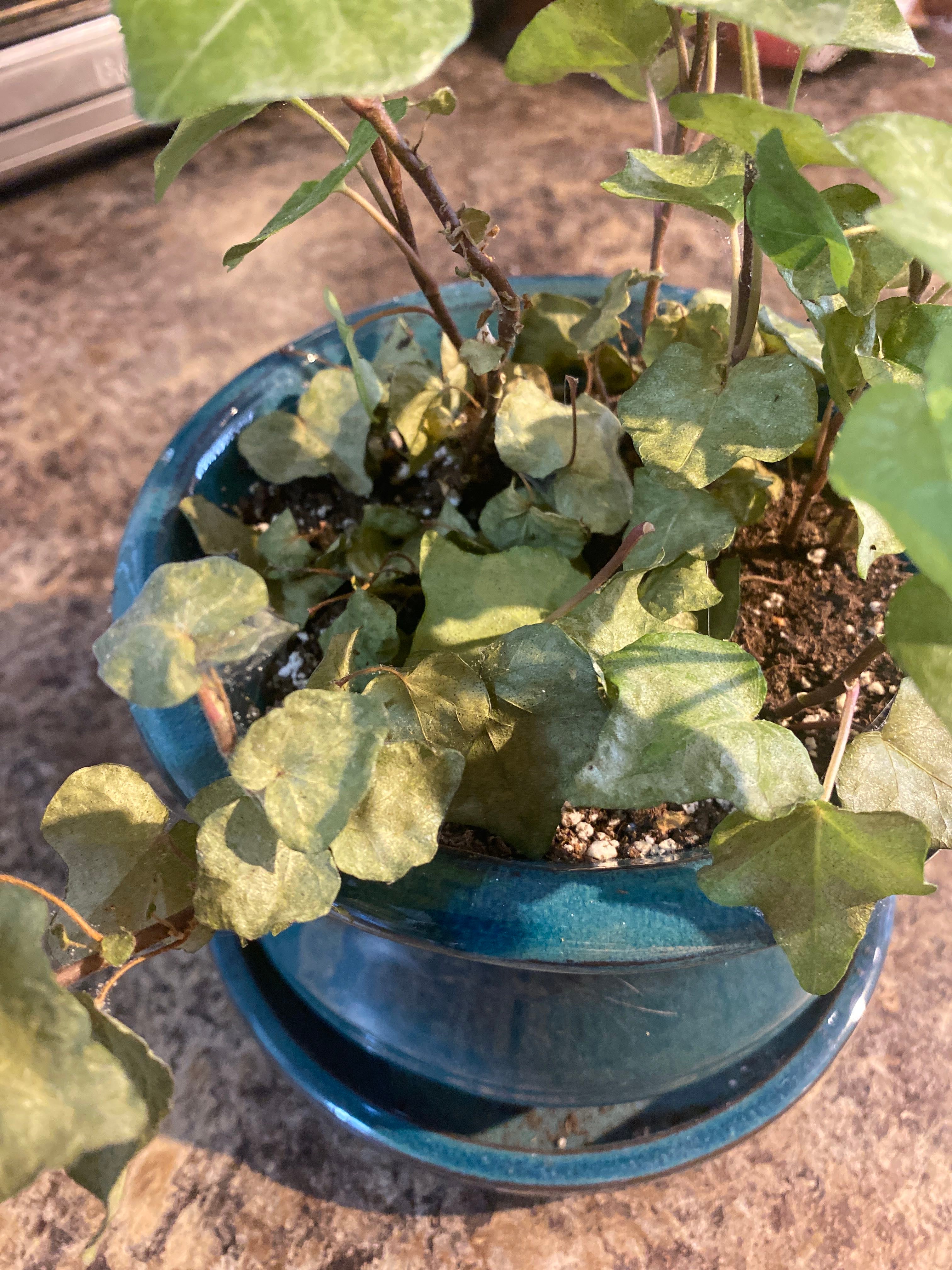 English Ivy Care 101: Water, Light & Growing Tips