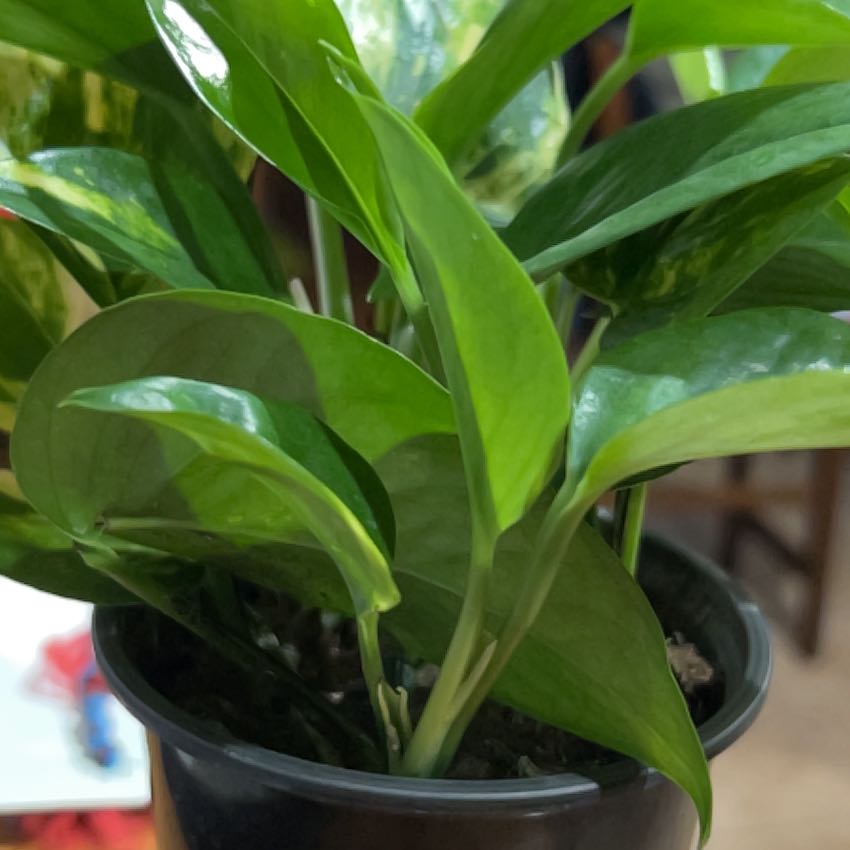 QG | A plant by @UniqueAjwain on Greg