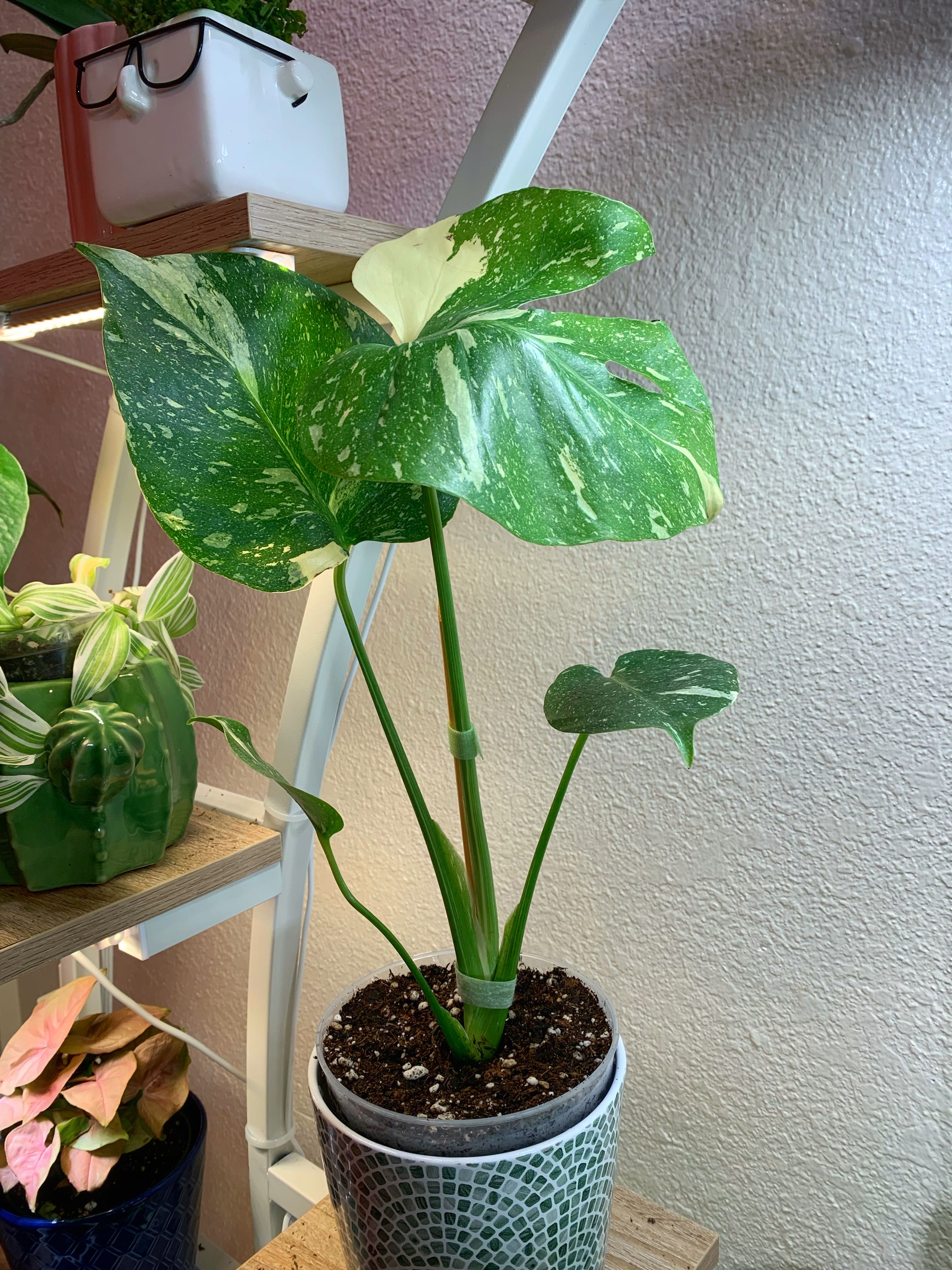Monstera obliqua var. expilata Care 101: Water, Light & Growing Tips