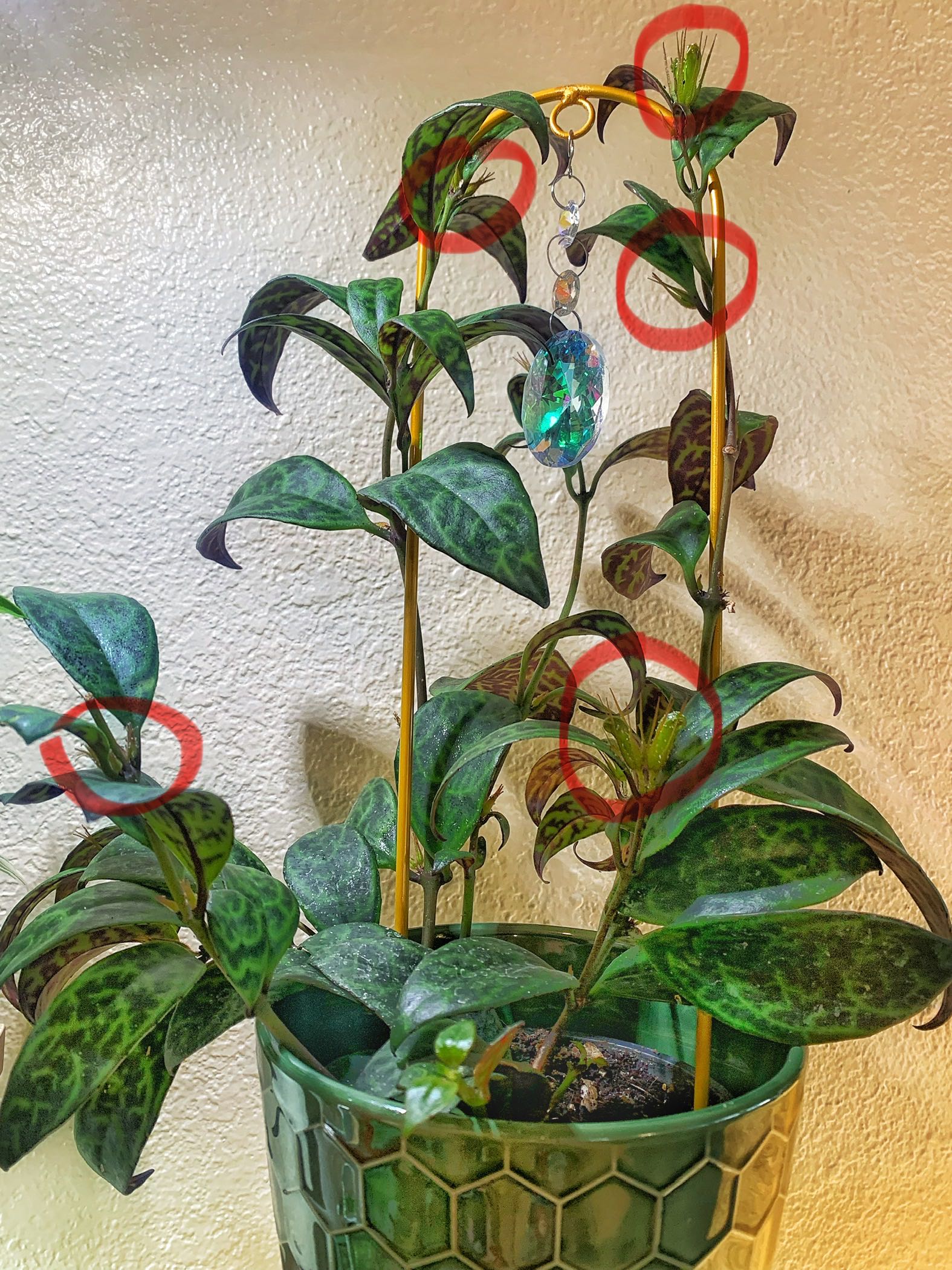 Basket Vine Plant Care: Water, Light, Nutrients | Greg App 🌱