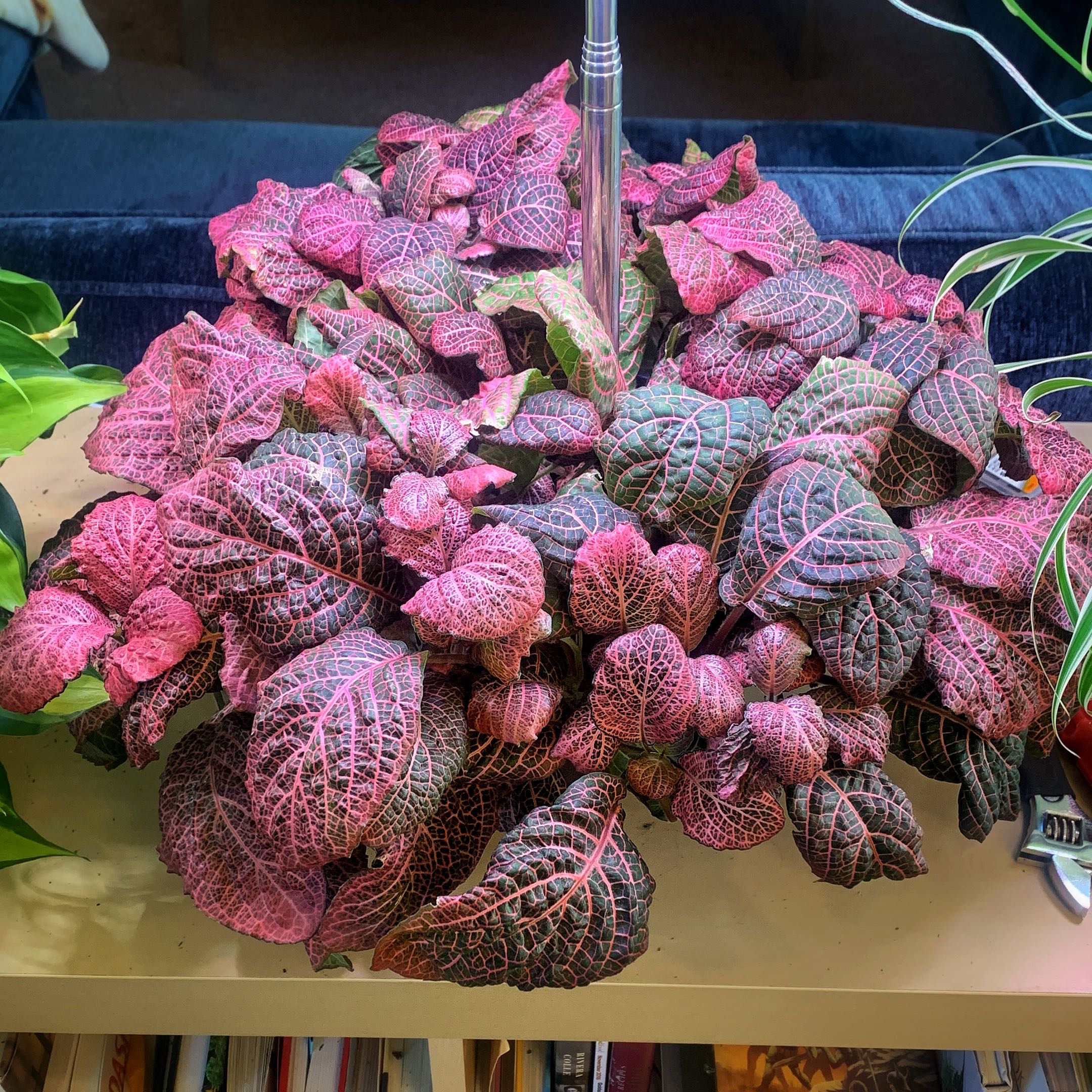 This is La Princessa, my pink nerve plant, and the plant ...