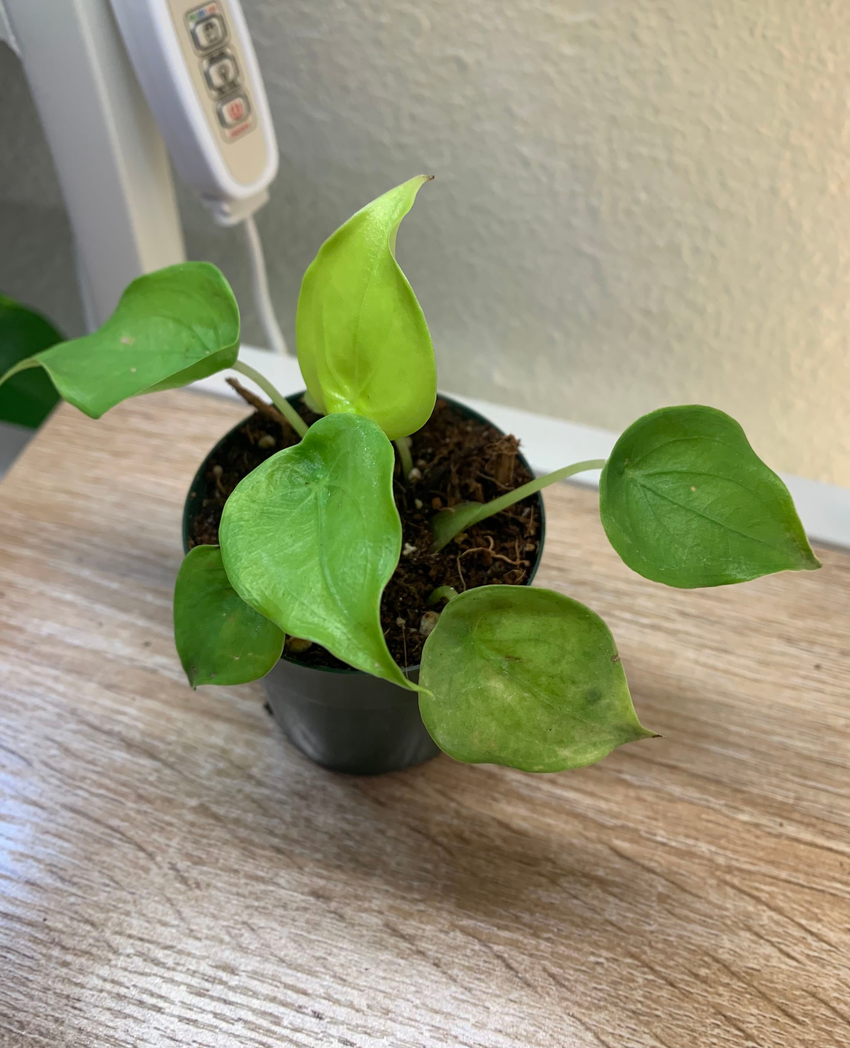 The Complete Rudolph Philodendron Plant Care Guide: Water, Light & Beyond