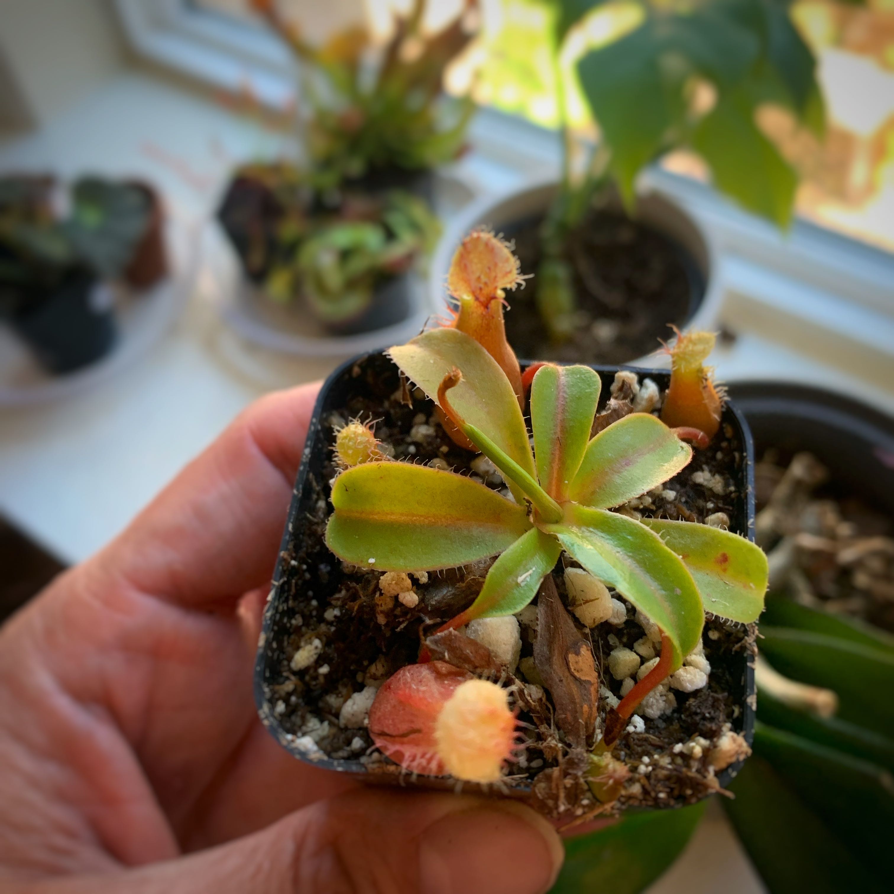 What Do Nepenthes 'Suki' Flowers Mean?