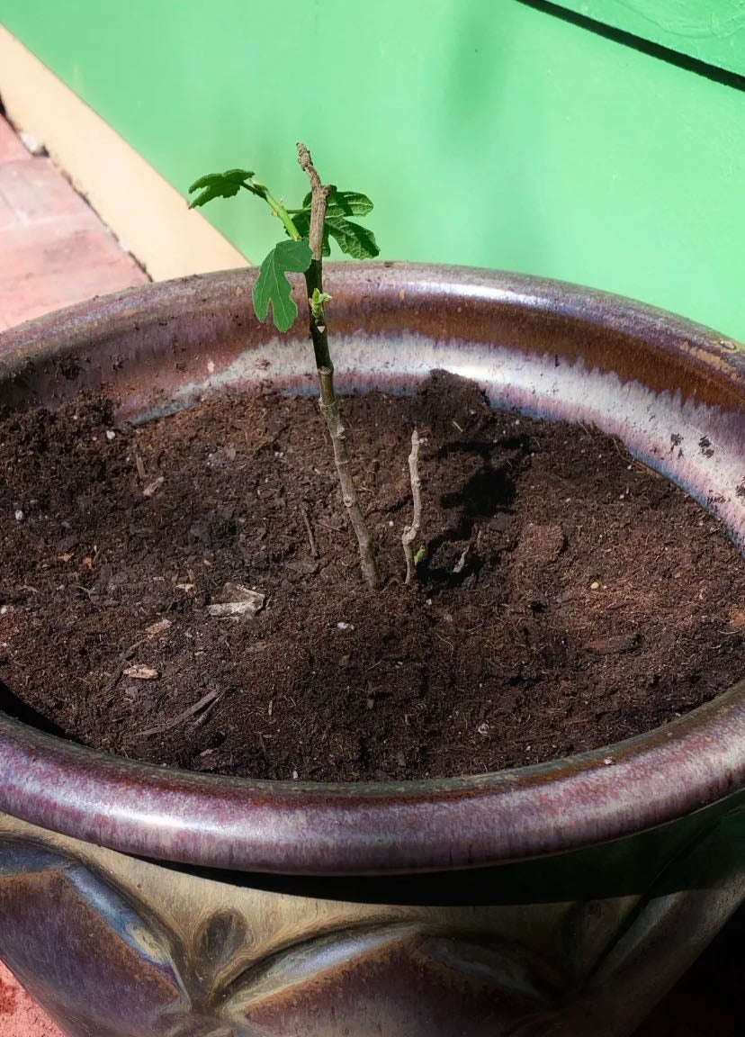 Fig Tree Height and Width Guide 🍐