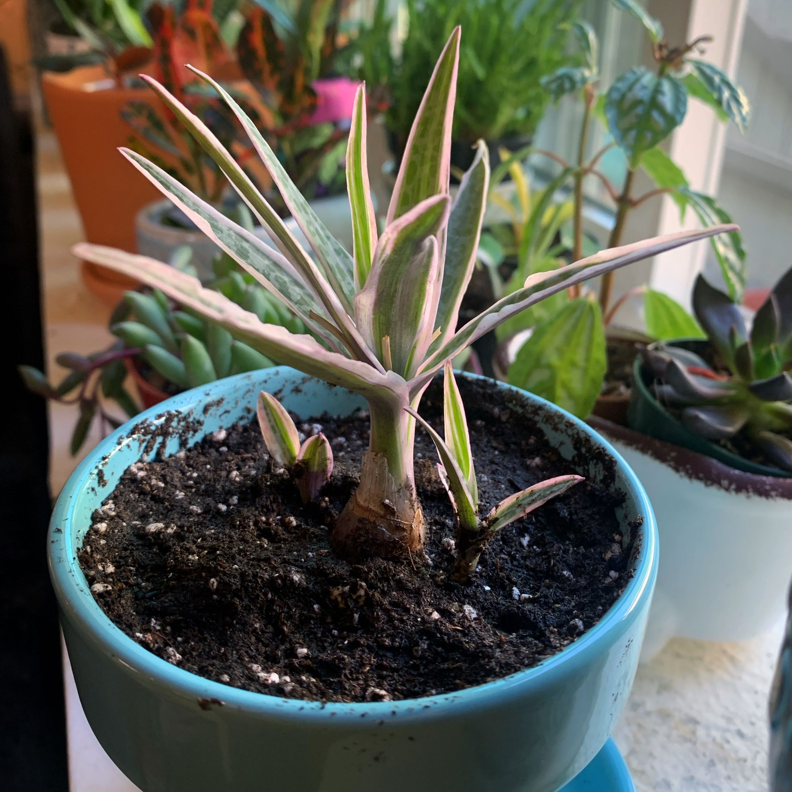 Variegated Silver Squill Plant Care: Water, Light, Nutrients | Greg App 🌱