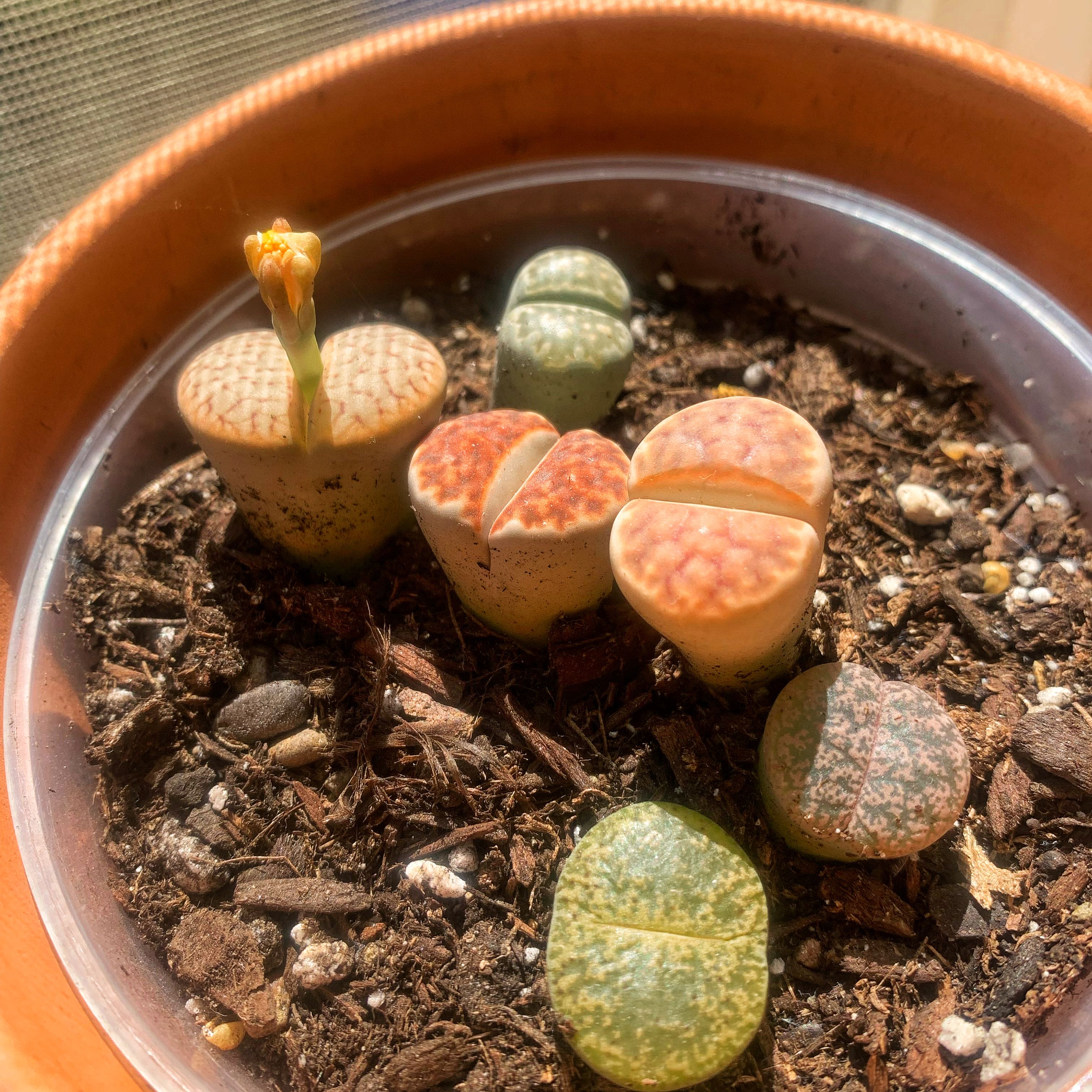 Why Are There Brown Spots on My Ember Lithops? 🪨