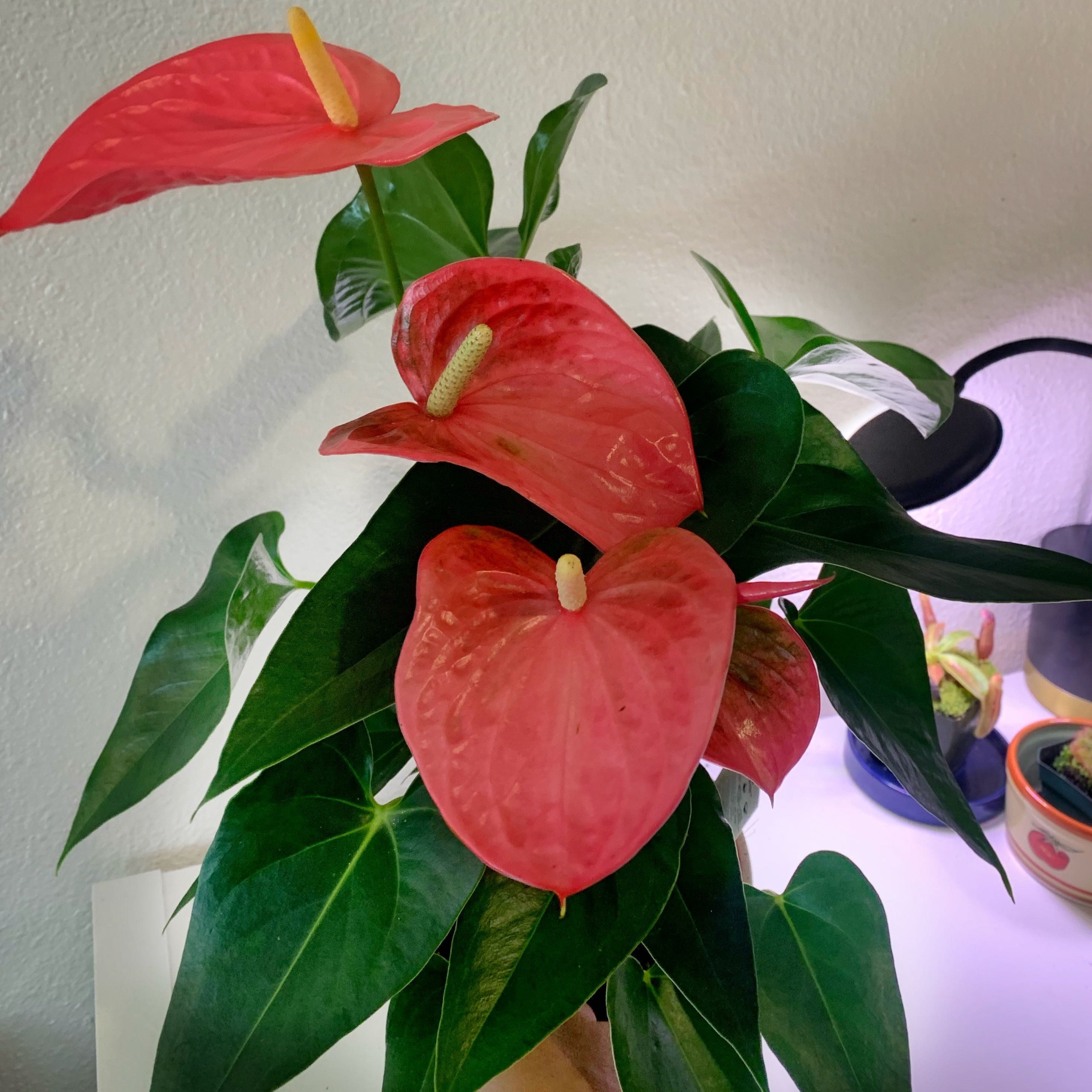 The Complete Anthurium Plant Care Guide: Water, Light & Beyond