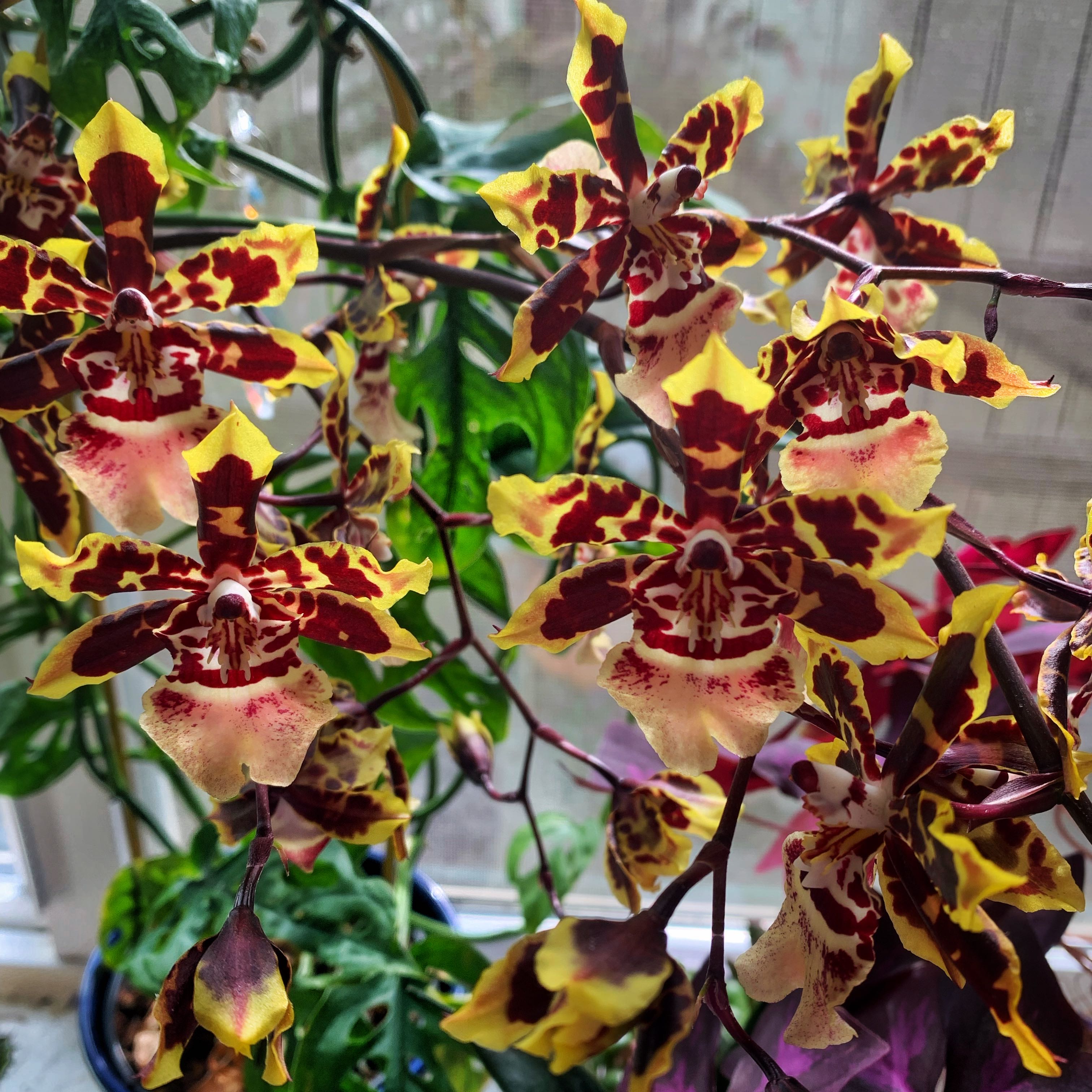 Oncidium HOF Care 101: Water, Light & Growing Tips