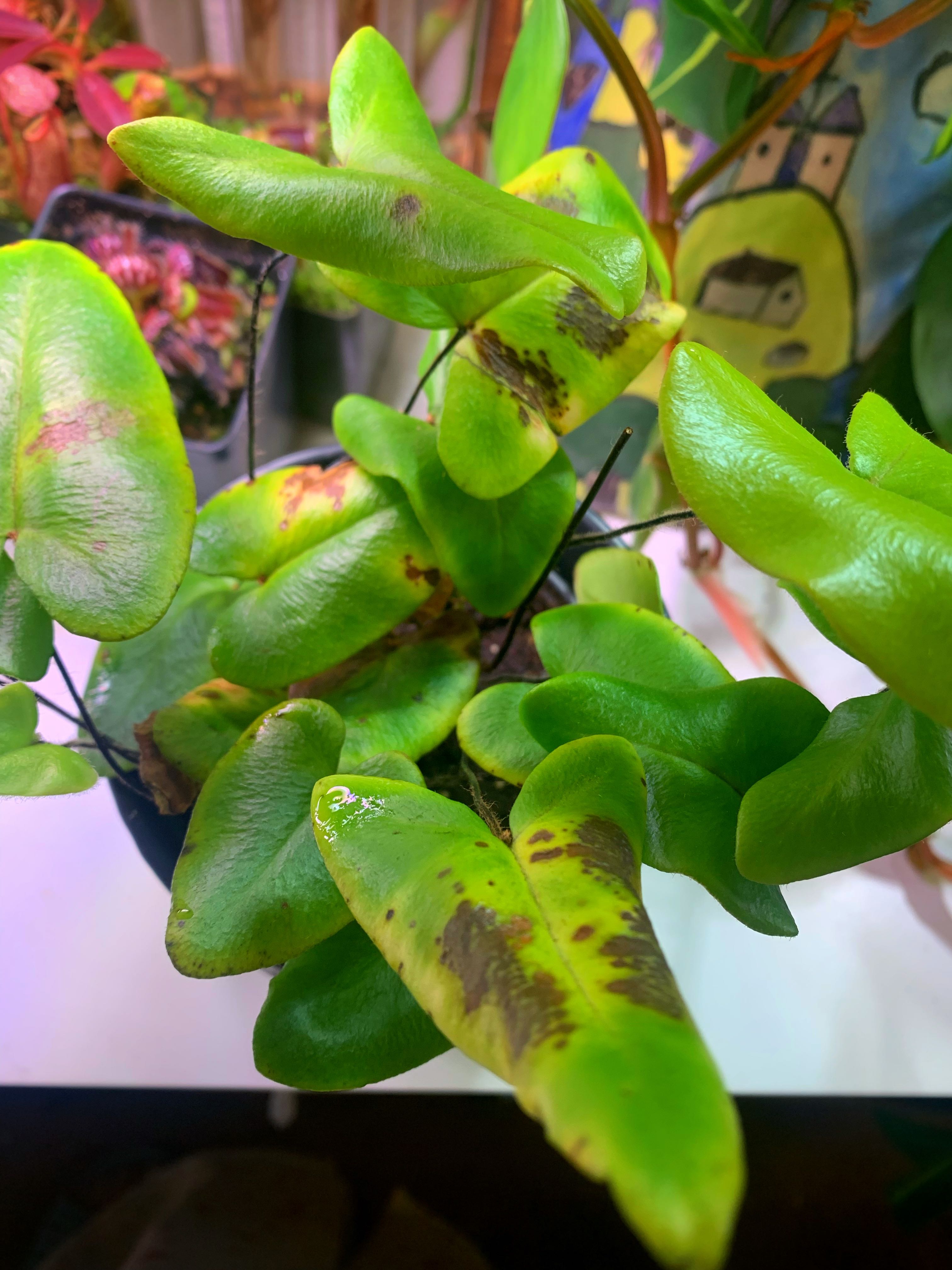 ️ Why Are My Heart Fern Leaves Curling?