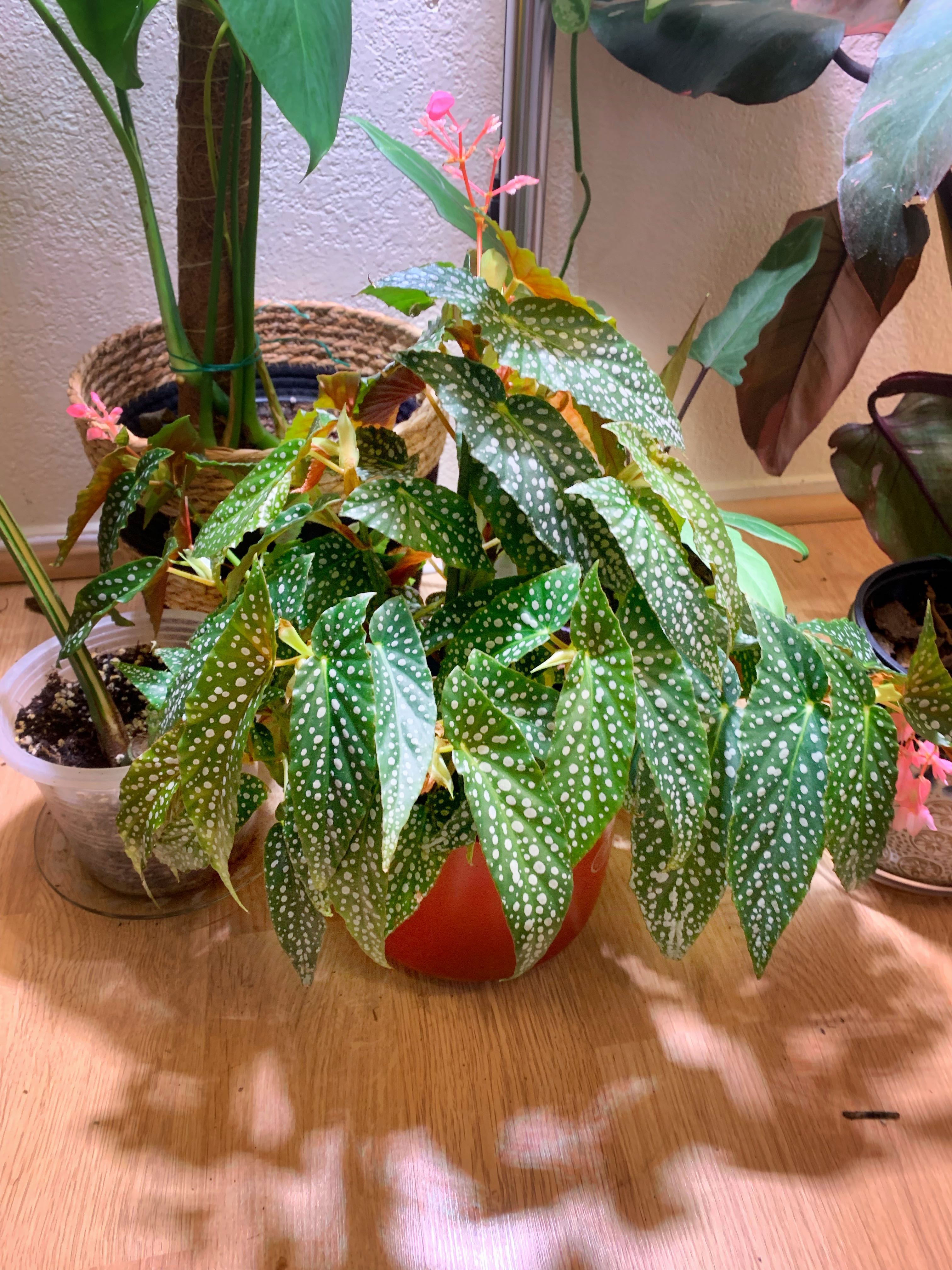 Fuchsia Begonia 'Rose': How Much Water & Light Does it Need to Thrive?