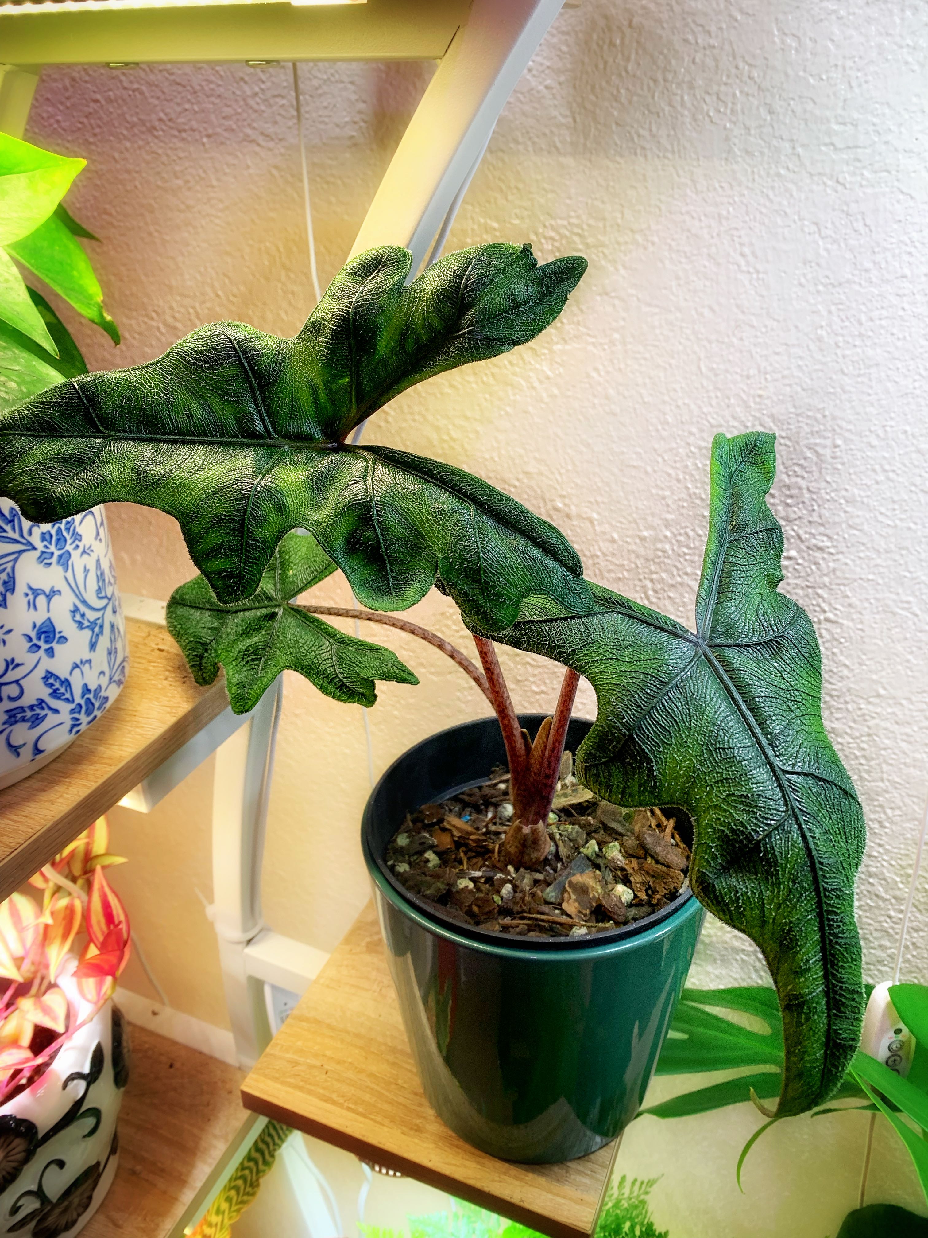 Tarzan Plant Plant Care: Water, Light, Nutrients | Greg App 🌱