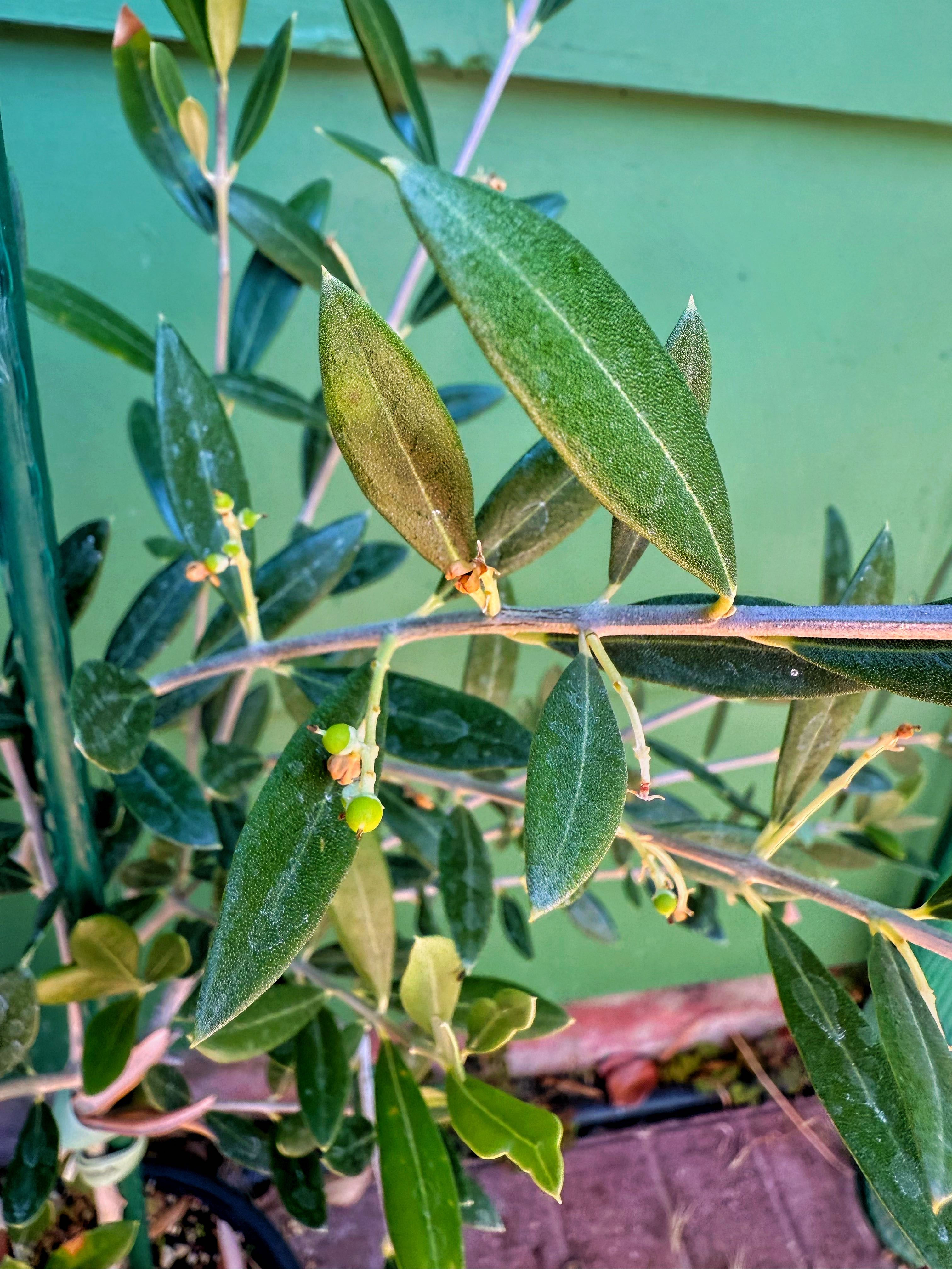 How and When to Pollinate Olive Tree