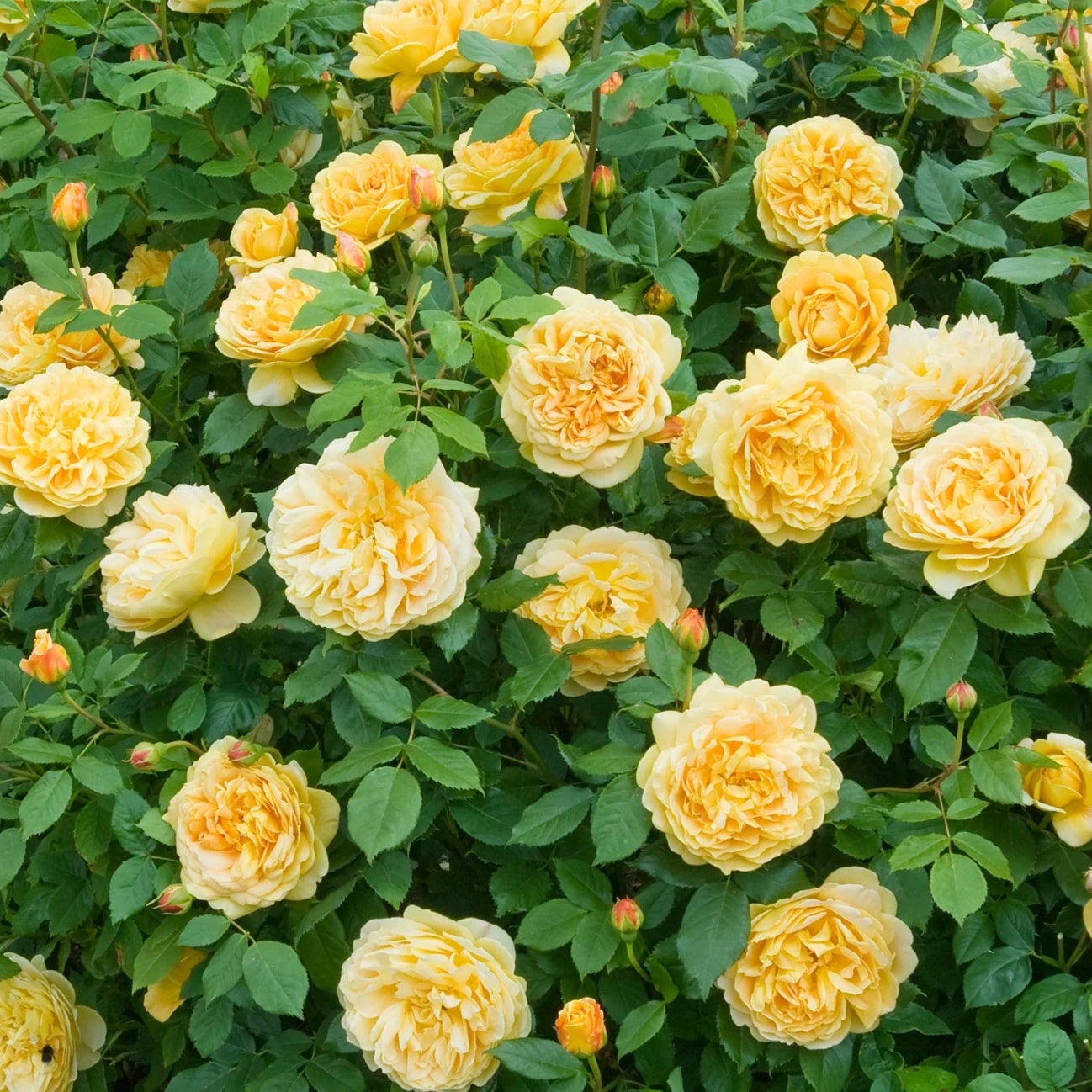 10 Advantages of Having a Manchu Rose