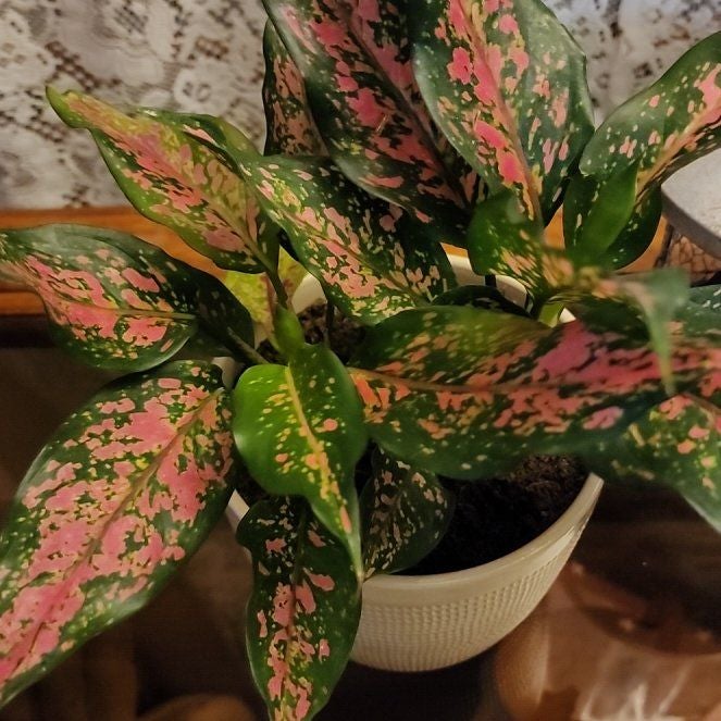 Messi | A plant by @QueenPinusmugo on Greg