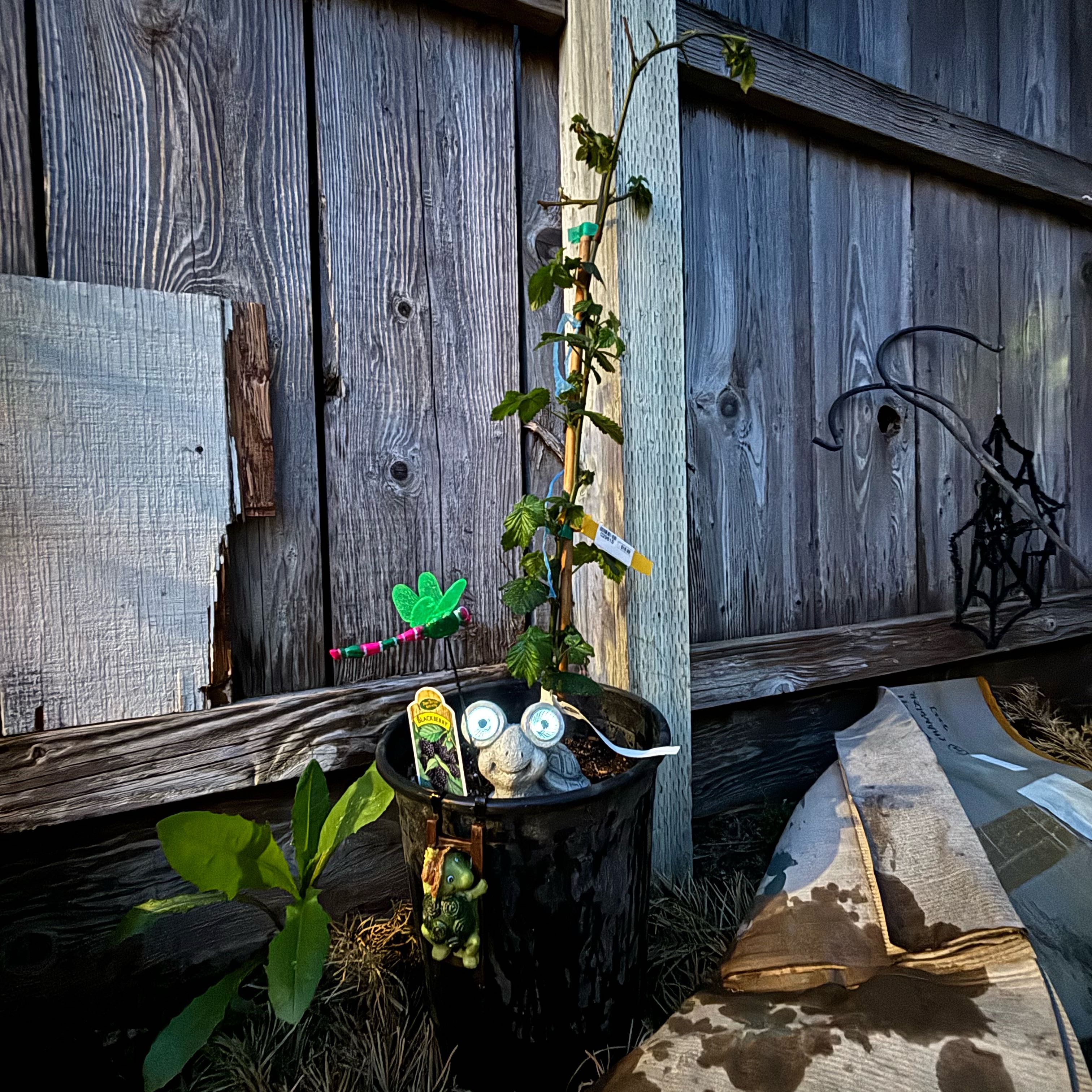 🐛 What To Do About Bugs on My Blackberry?