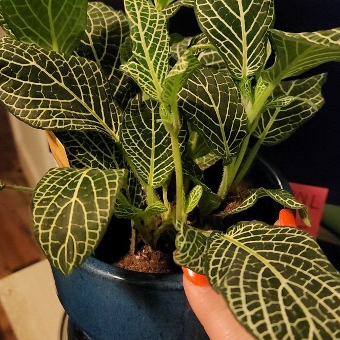 Huckleberry Fern | A plant by @ValidMystax on Greg