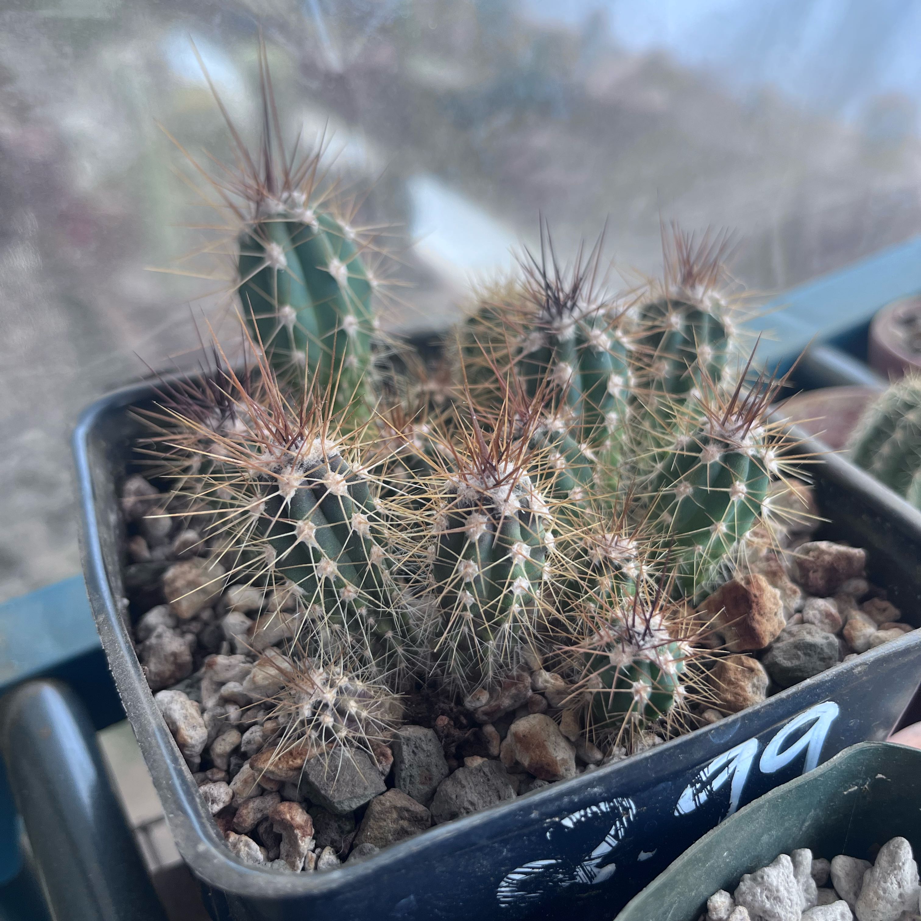 Common Toothpick Cactus Problems