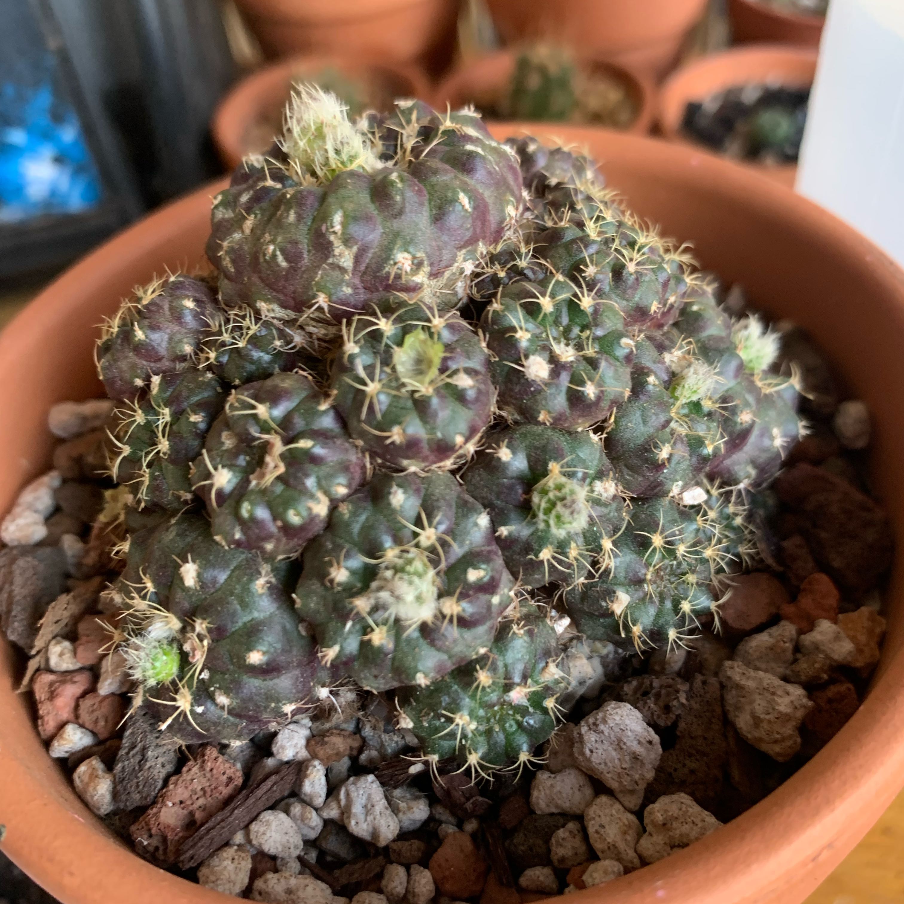 The Complete Frailea Grahliana Plant Care Guide: Water, Light & Beyond