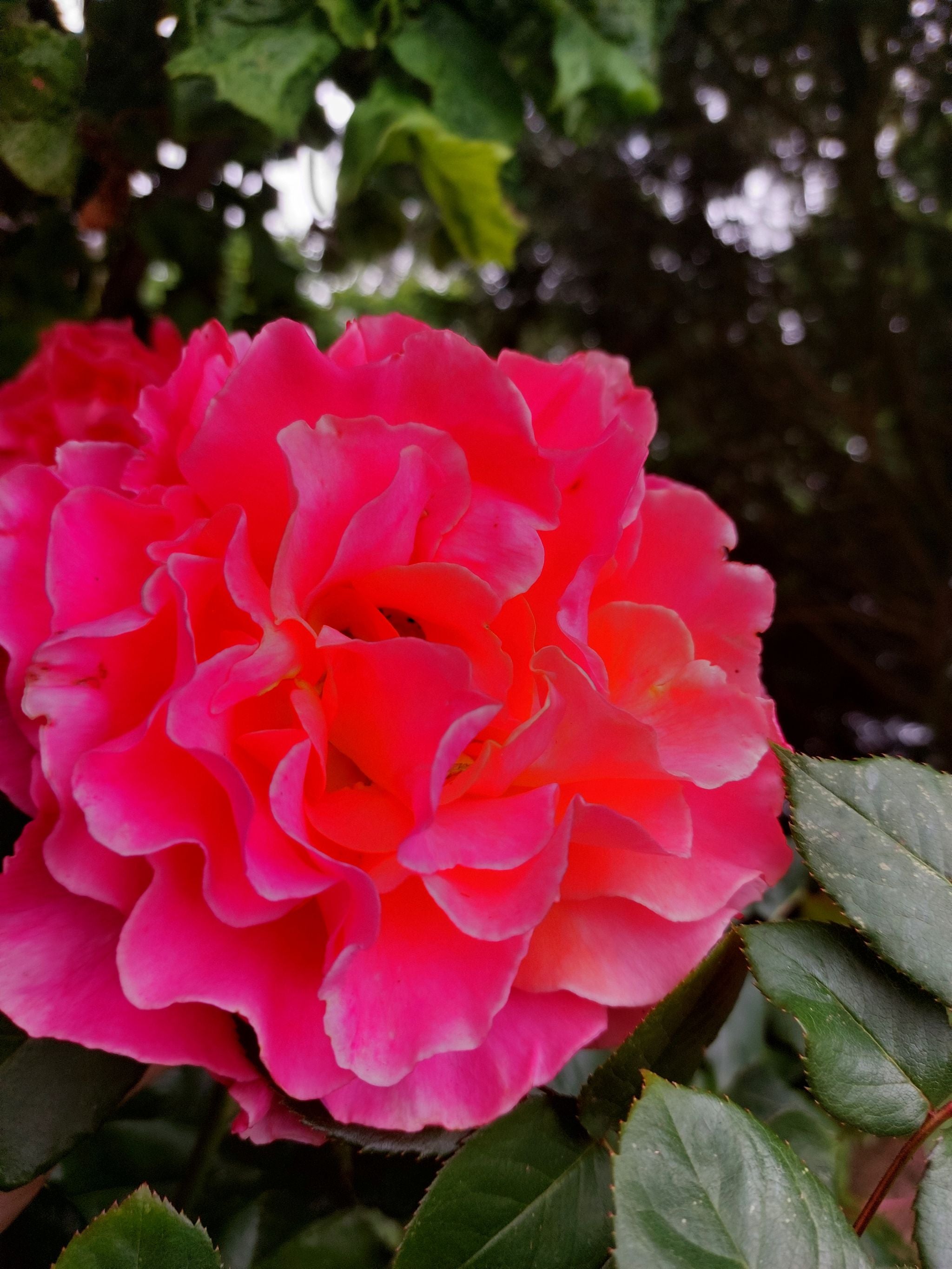 Tea Rose: How Much Water & Light Does it Need to Thrive?