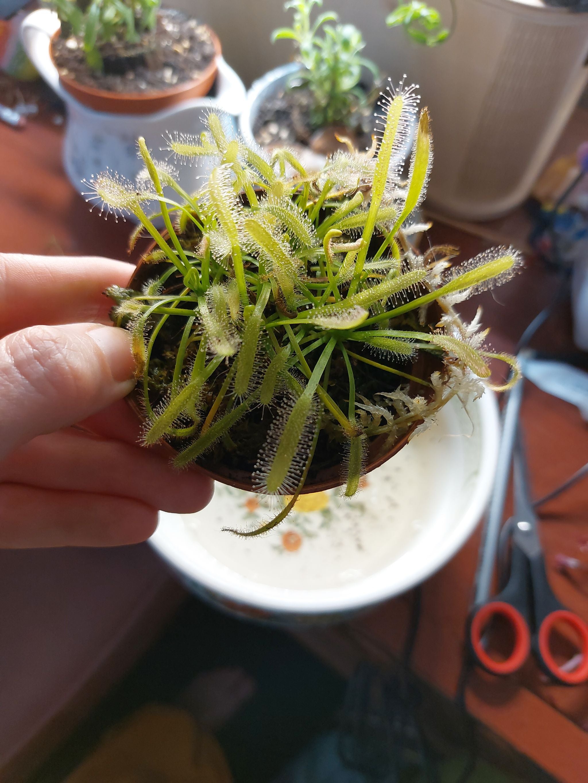 Why Are There Brown Spots on My Oblong-Leaved Sundew Leaves? 🪰