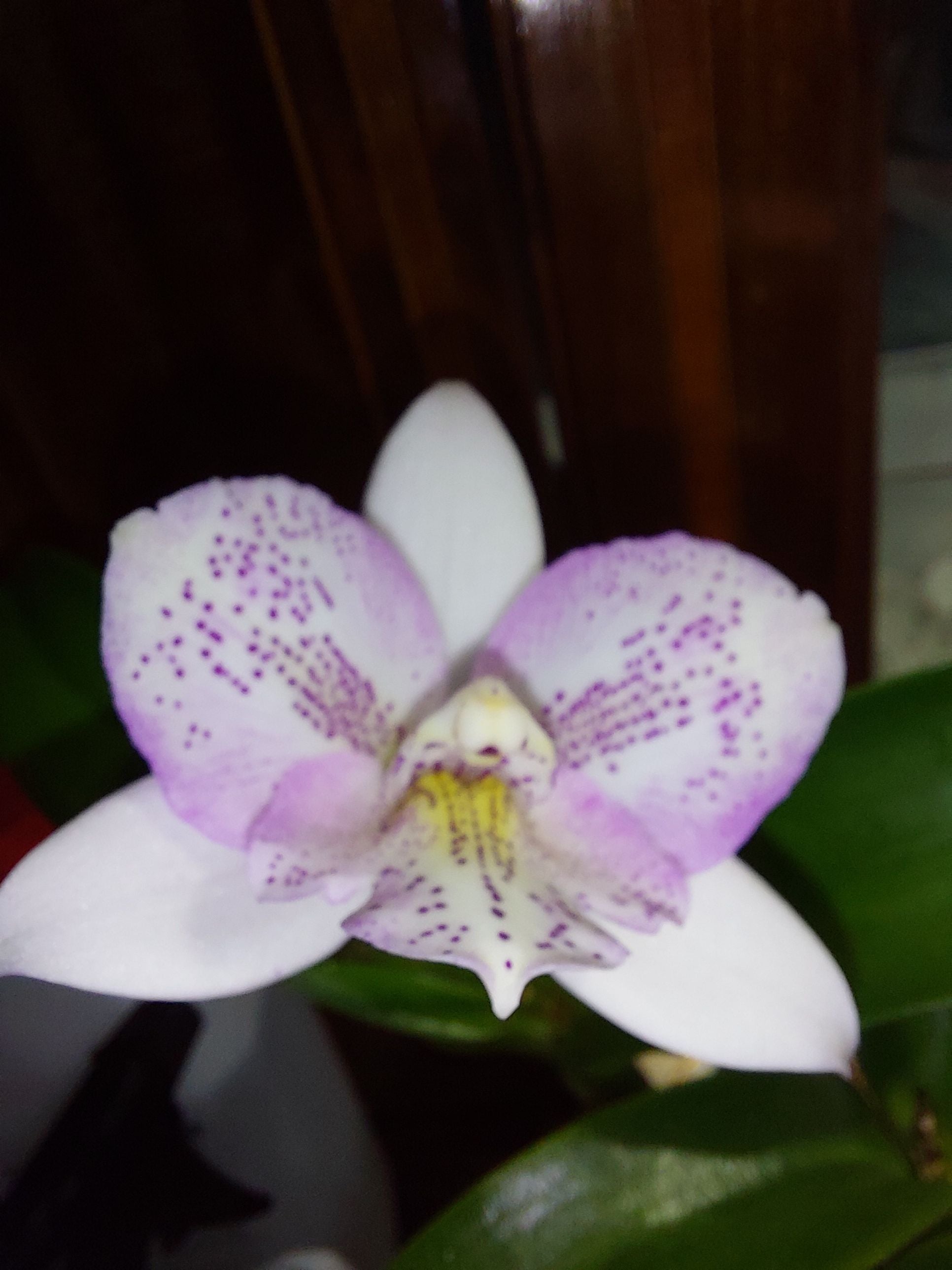 Cattleya 'Ruth' Plant Care: Water, Light, Nutrients | Greg App 🌱