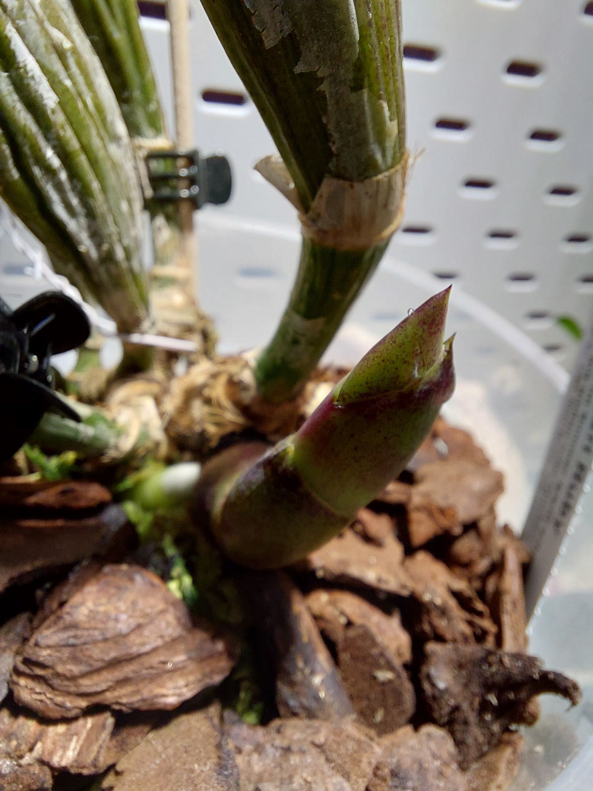 Cattleya 'Undine Aquinii' Plant Care: Water, Light, Nutrients | Greg App 🌱