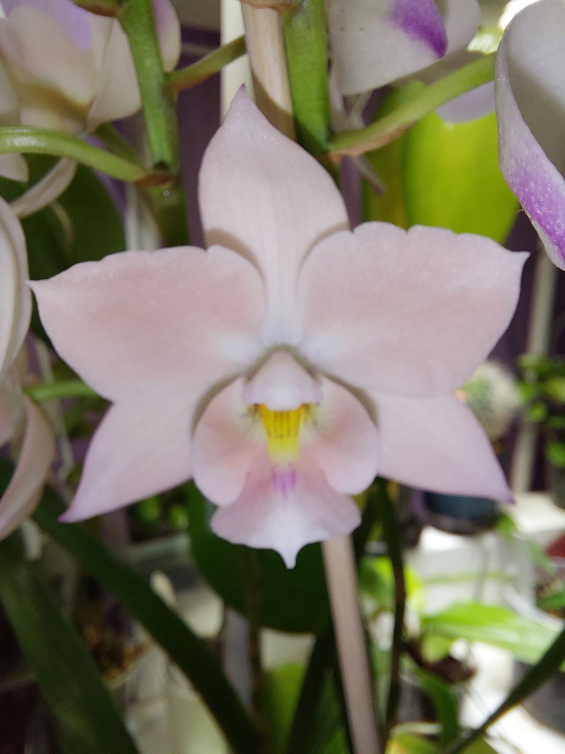 🌸 All About Cattleya 'The President': Essential Facts