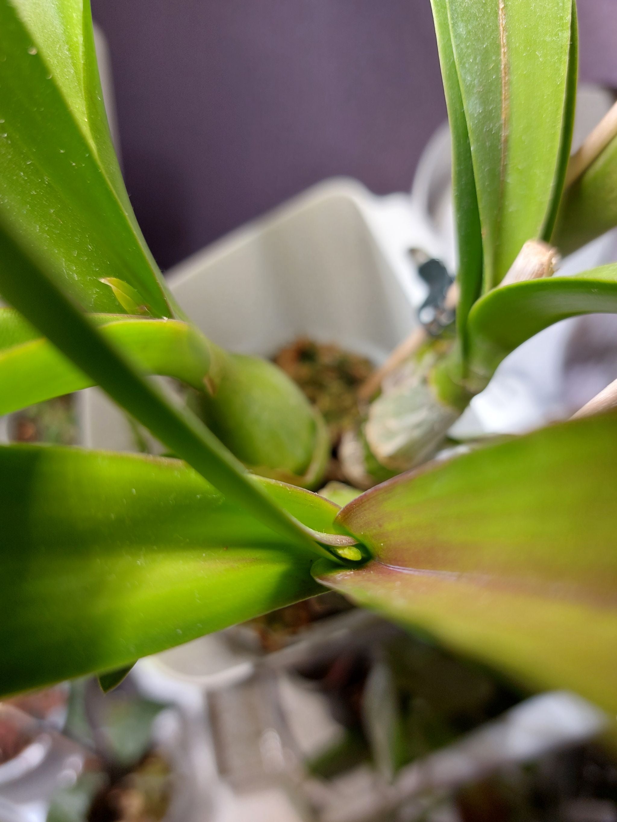 Cattleya 'Zeno': How Much Water & Light Does it Need to Thrive?