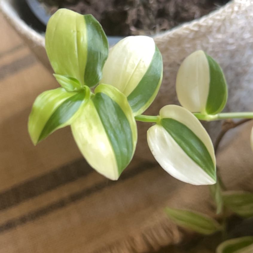 Aria | A plant by @SaviorViolet on Greg