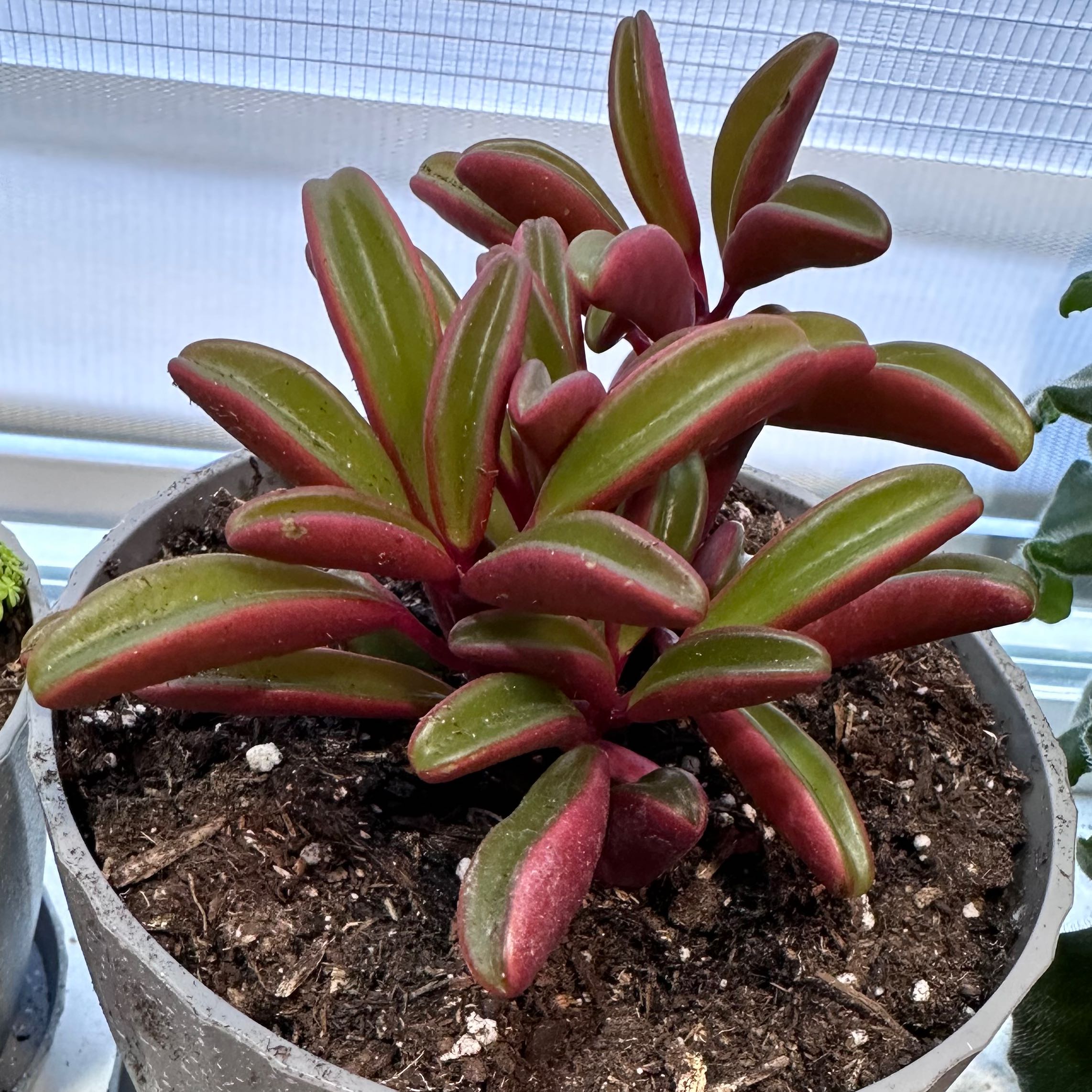 10 Advantages of Having a Peperomia graveolens 'Ruby Glow'