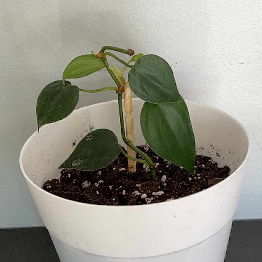 Kobe | A plant by @TimelessChards on Greg