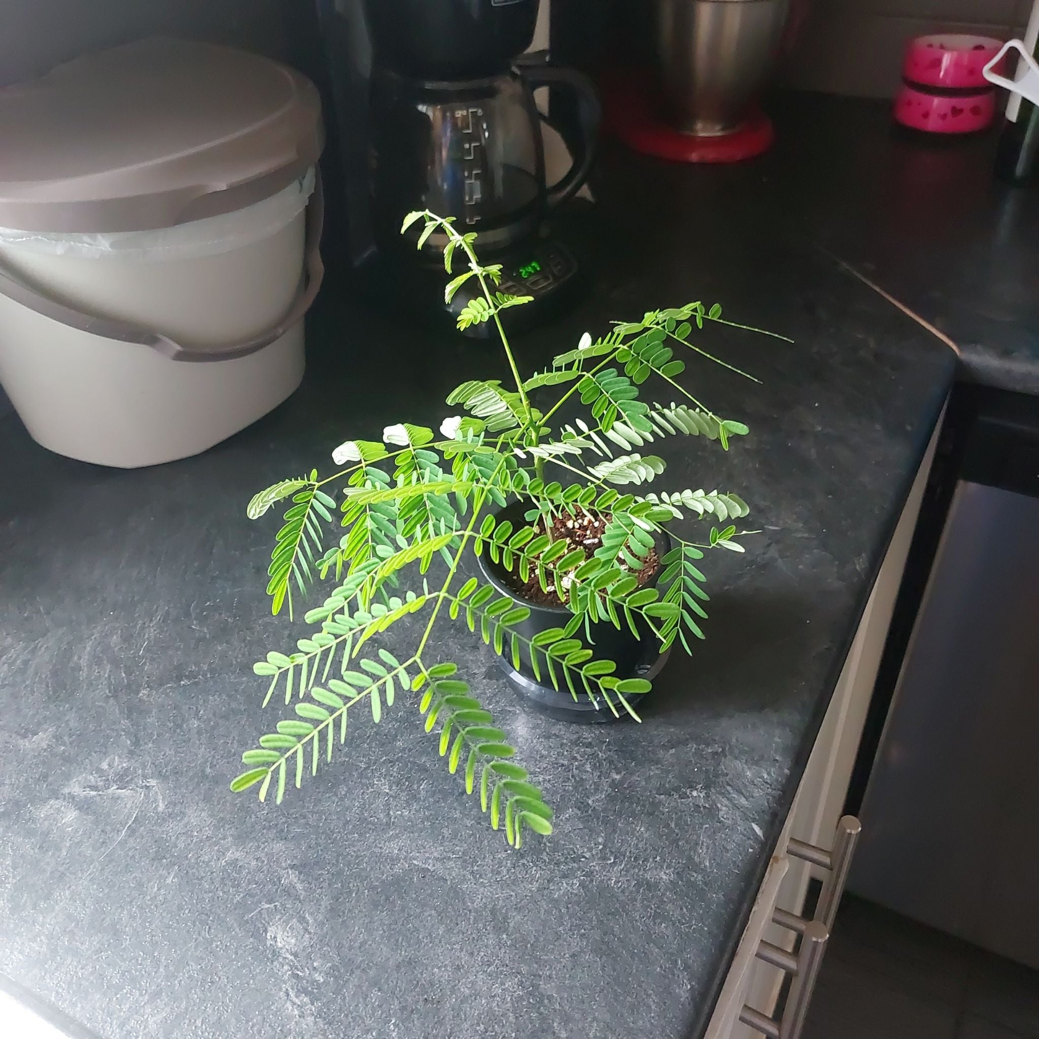 How Can You Tell If A Honey Locust Is Dying?