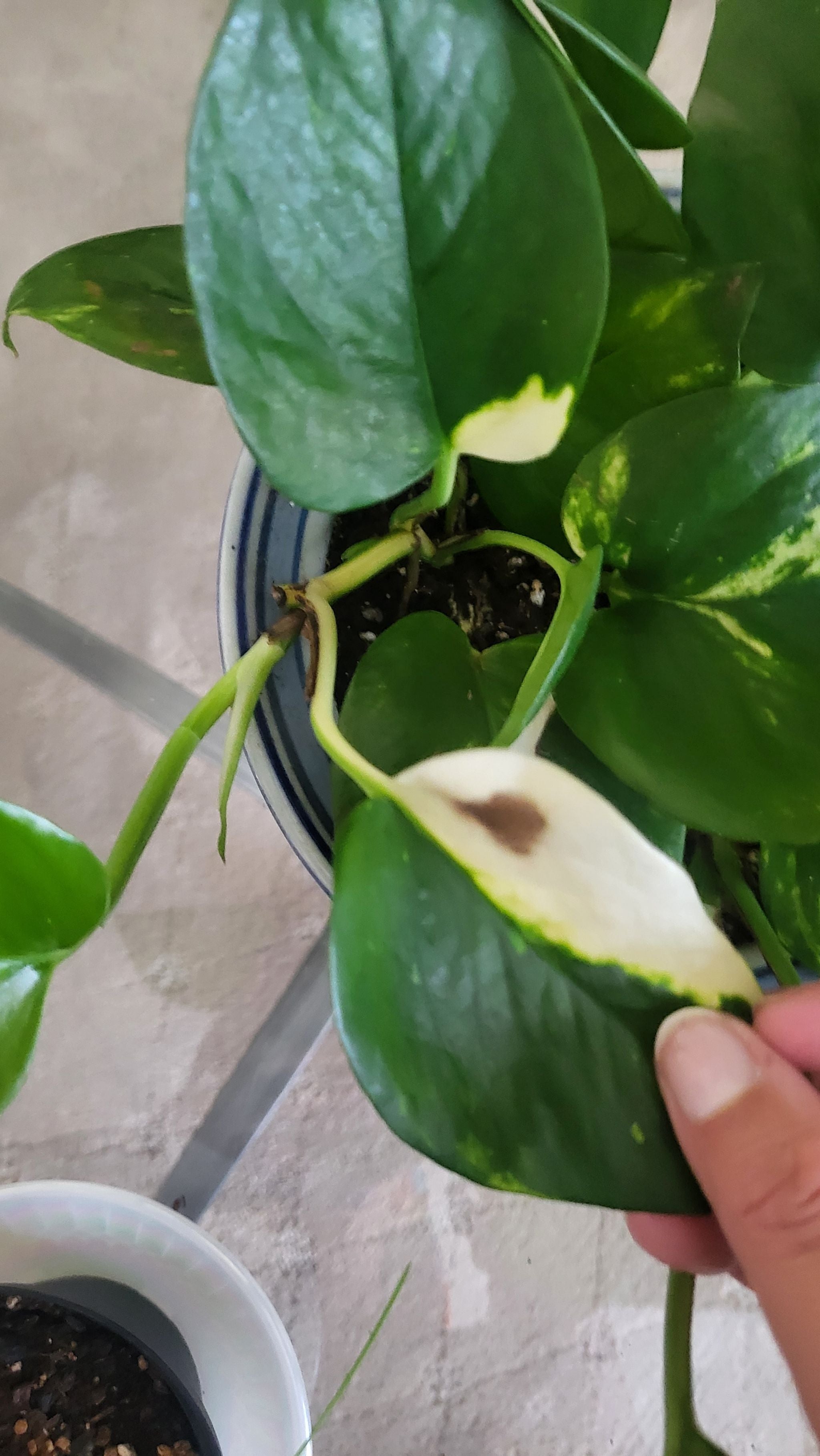 Why Are My Variegated Neon Pothos Leaves Droopy?