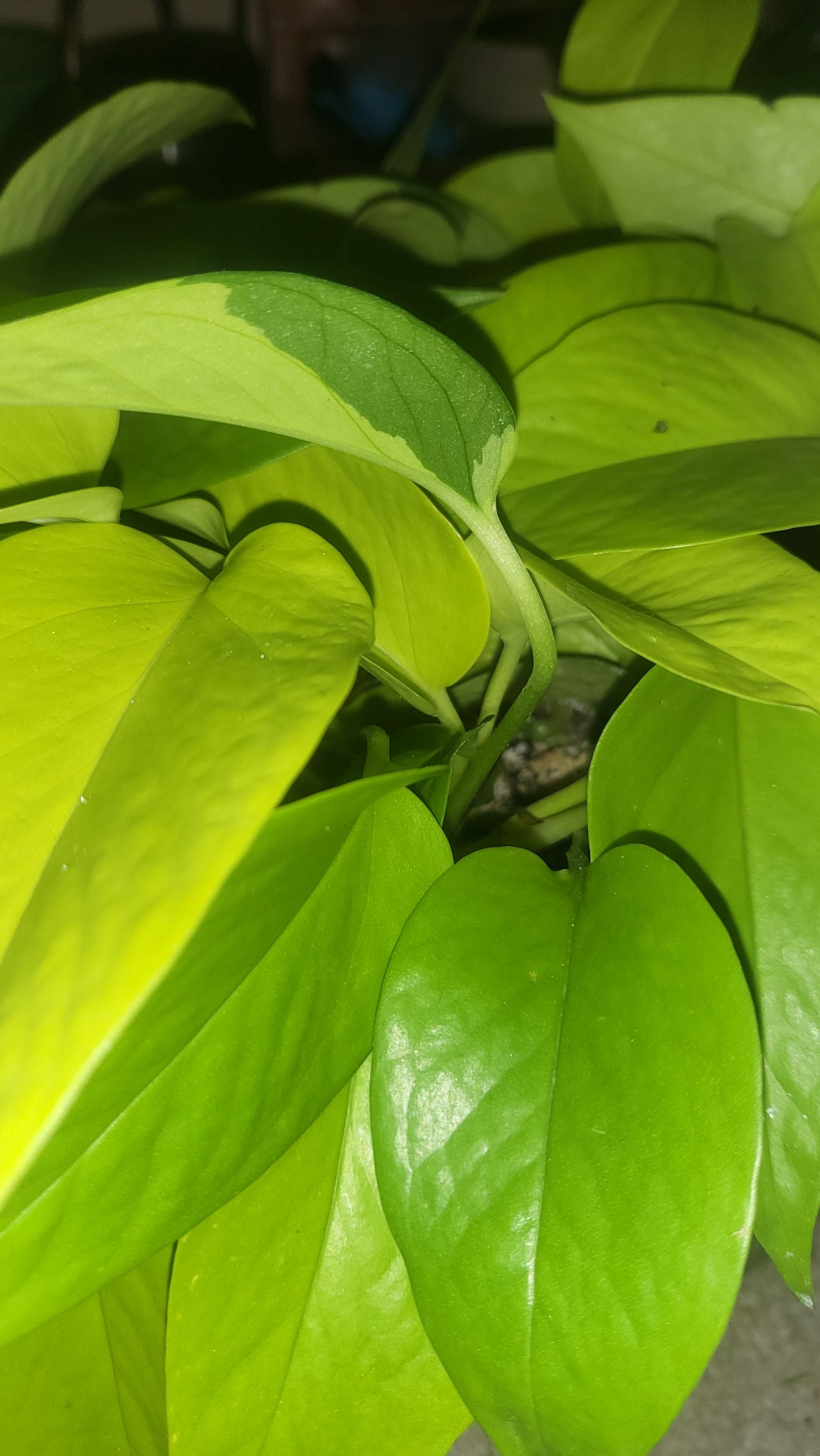 The Complete Neon Pothos Plant Care Guide: Water, Light & Beyond