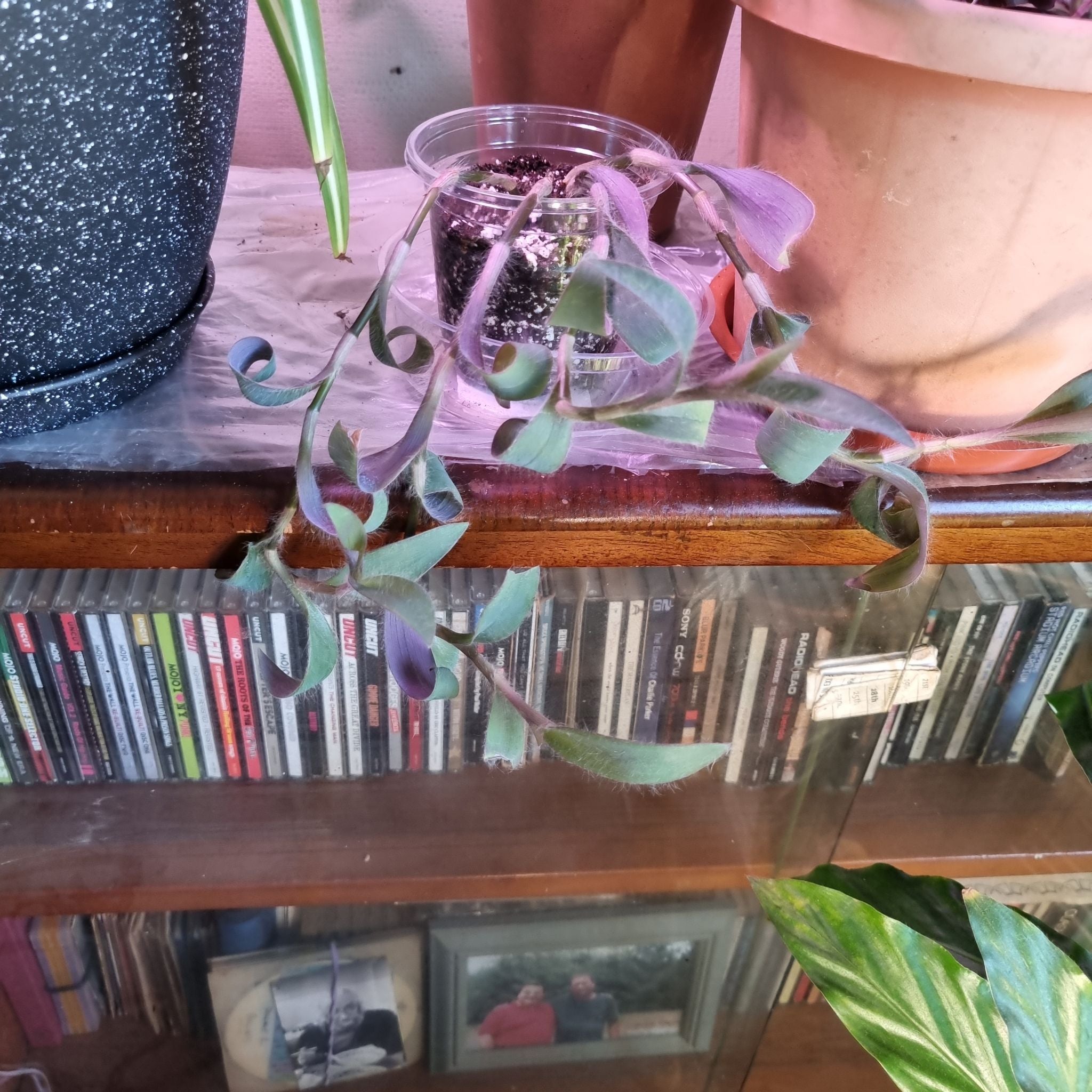 Pale Puma Plant Care: Water, Light, Nutrients | Greg App 🌱