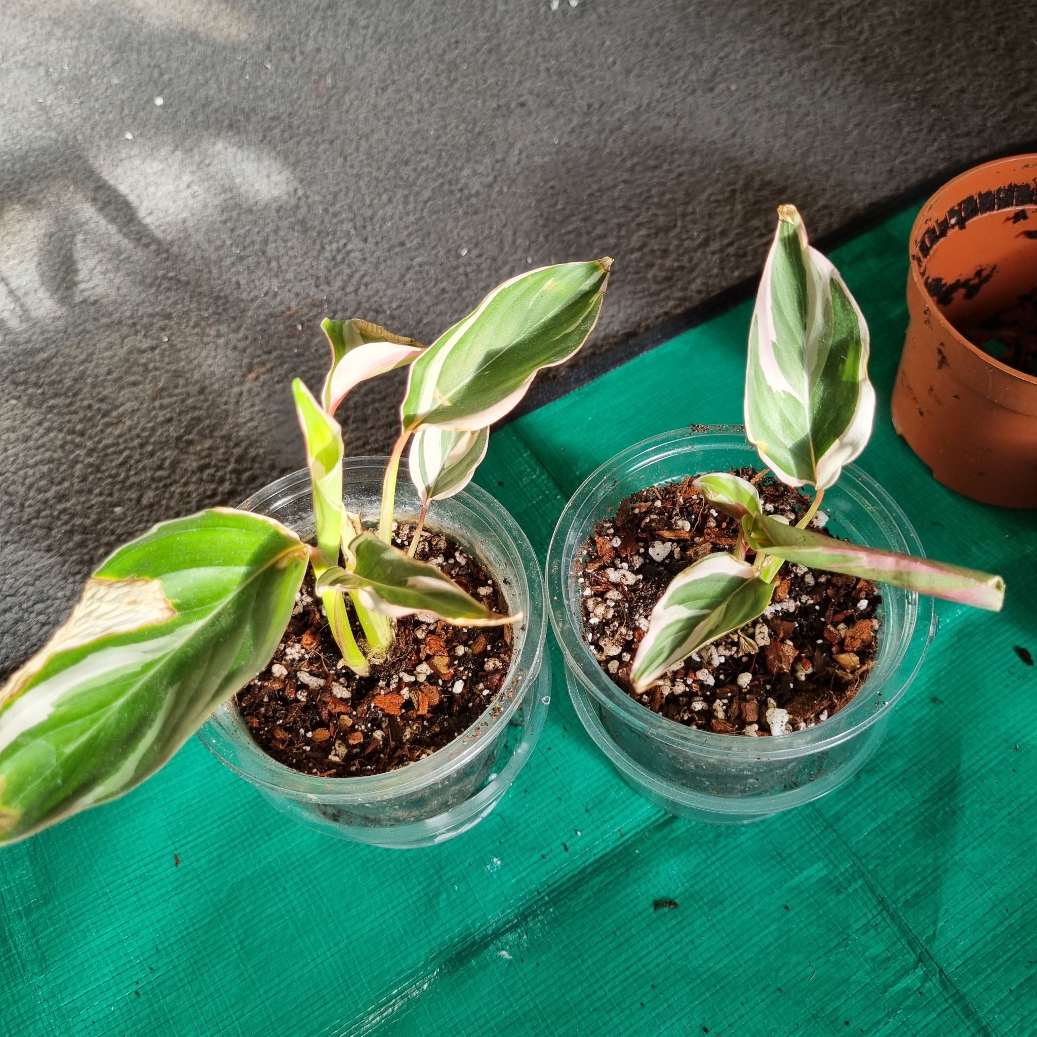 Calathea 'Princess Dalya' Plant Care: Water, Light, Nutrients | Greg App 🌱