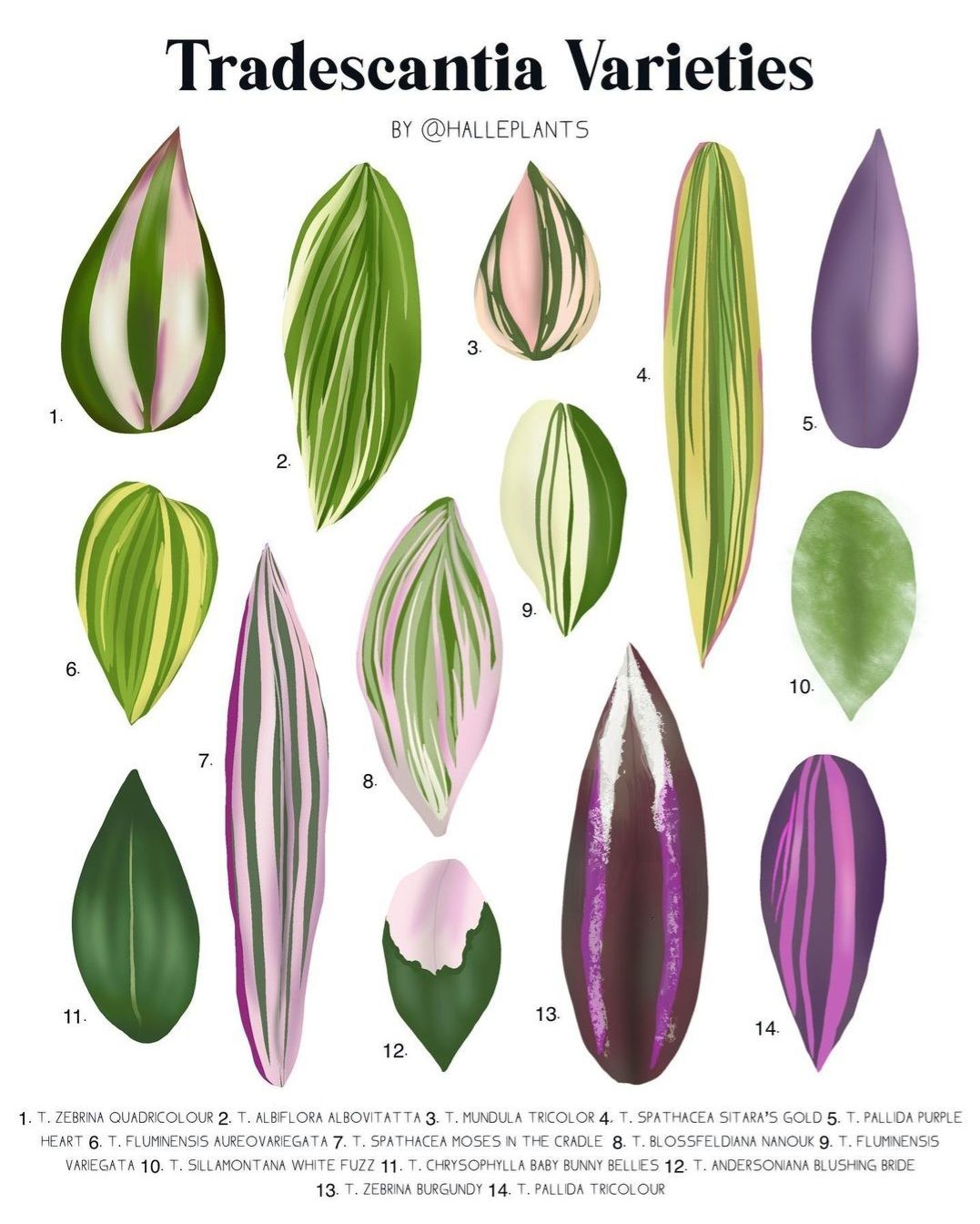 Ok, calling all Plant and Art fans! (& Especially Plant-A...