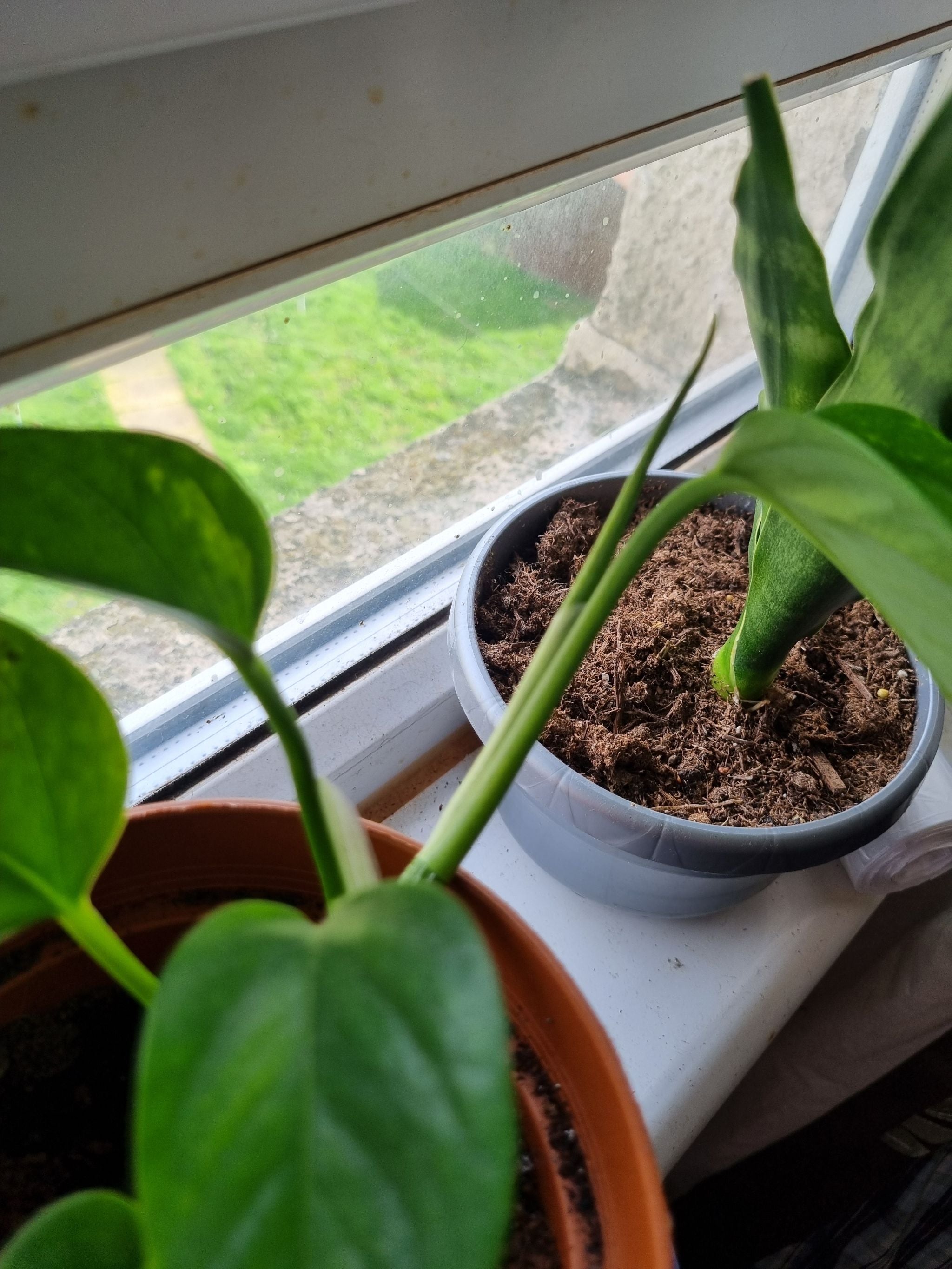 The Complete Rudolph Philodendron Plant Care Guide: Water, Light & Beyond