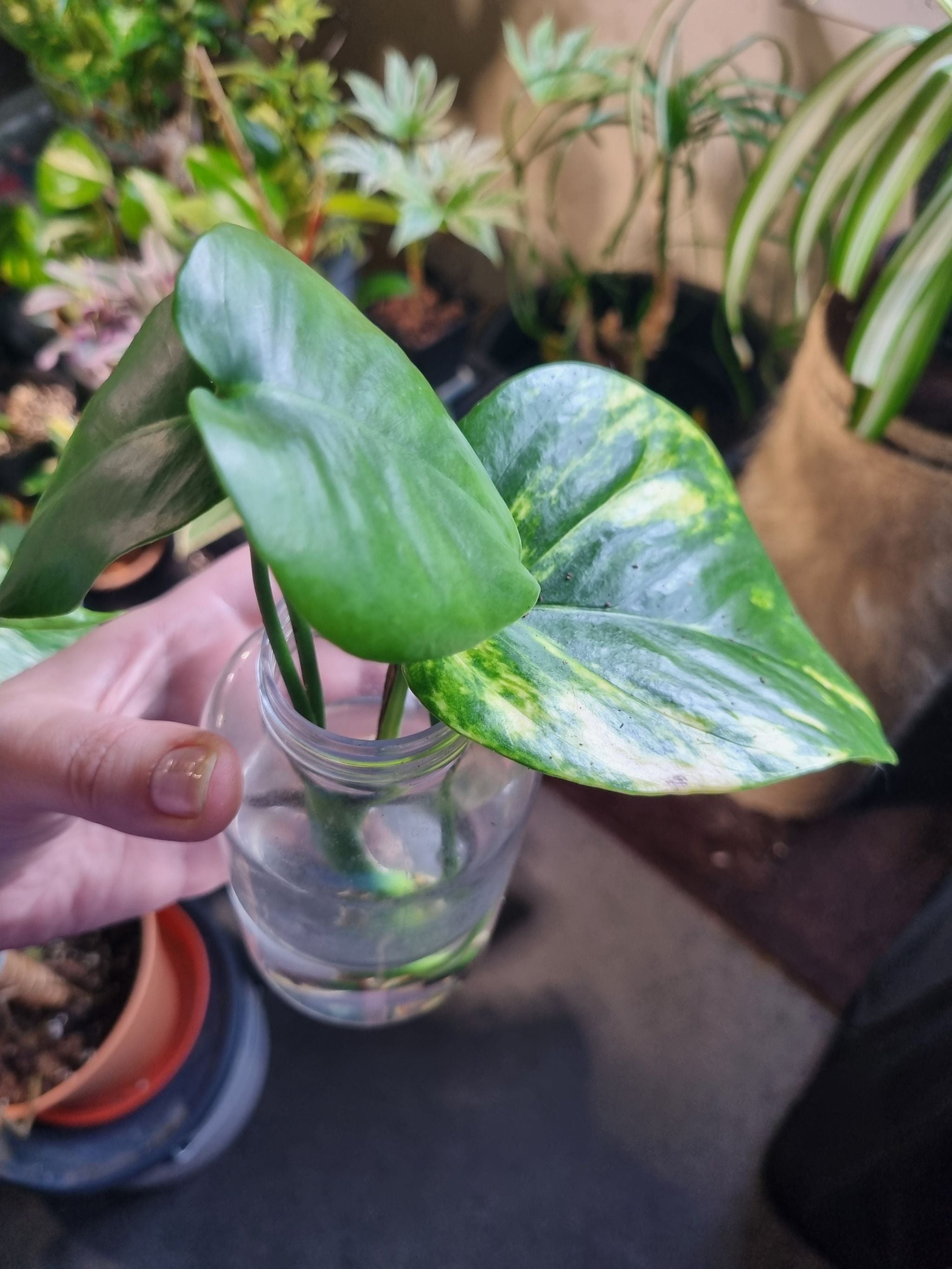 Golden Pothos Care 101: Water, Light & Growing Tips