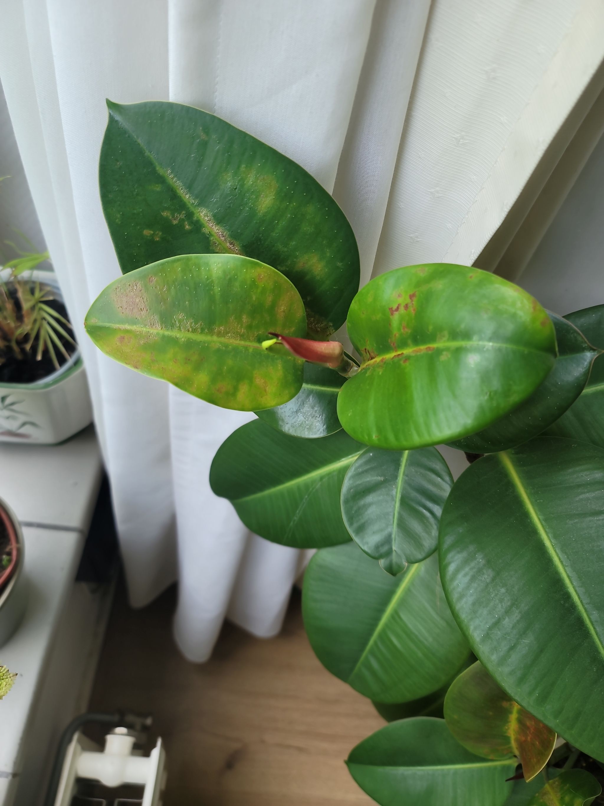 Propagating Your Rubber Plant: Step-by-step Guide 👶