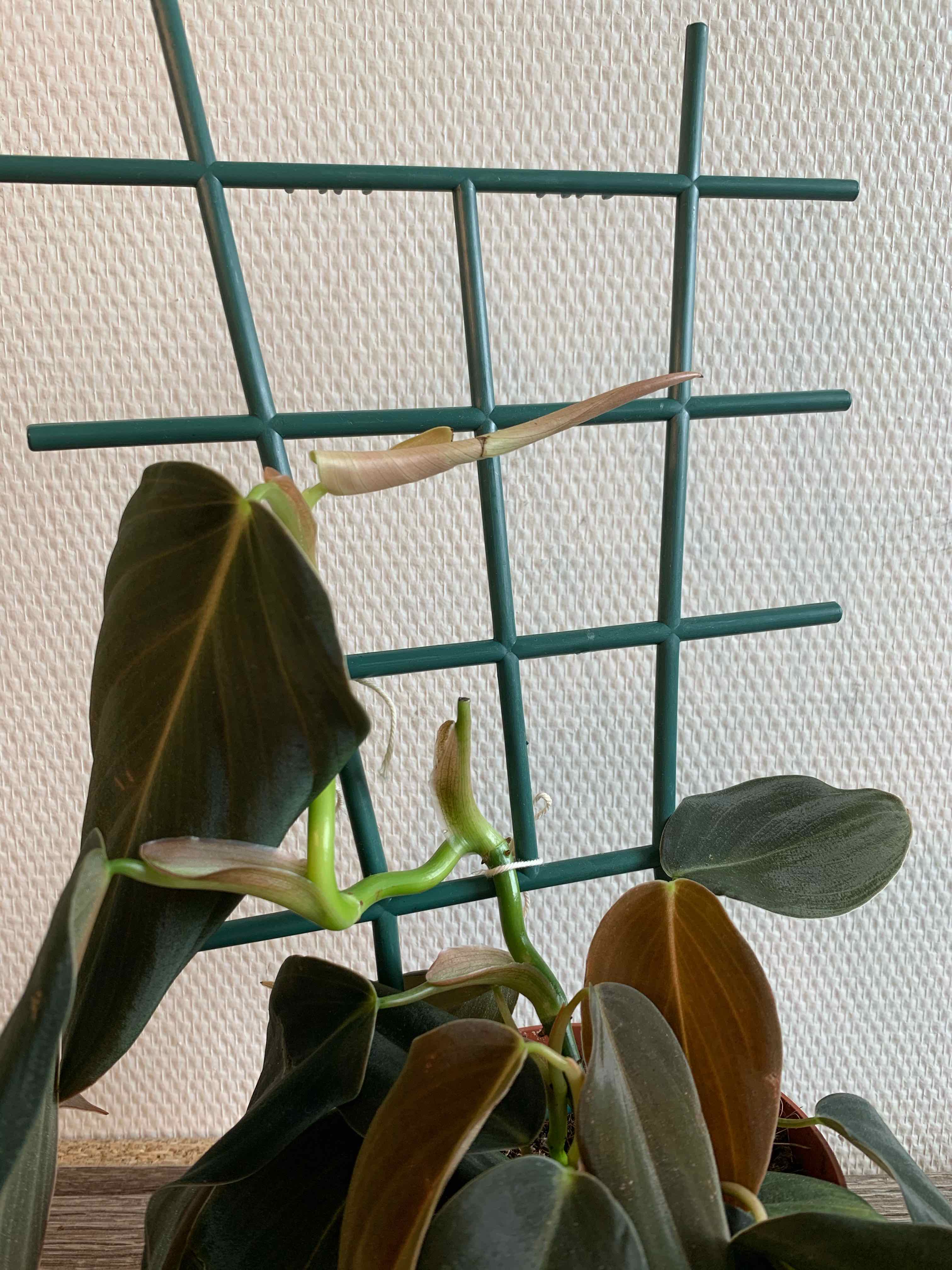 Diagnosing philodendron gigas root rot