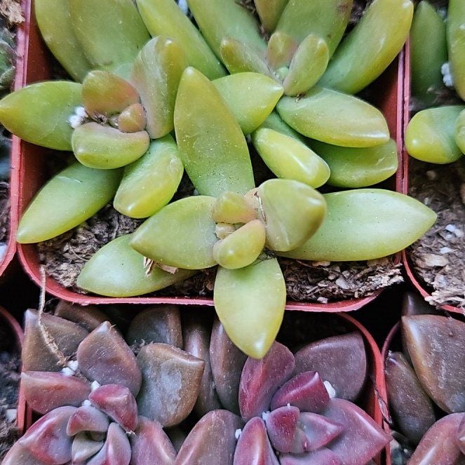 Mando | A plant by @SnappyHogpeanut on Greg