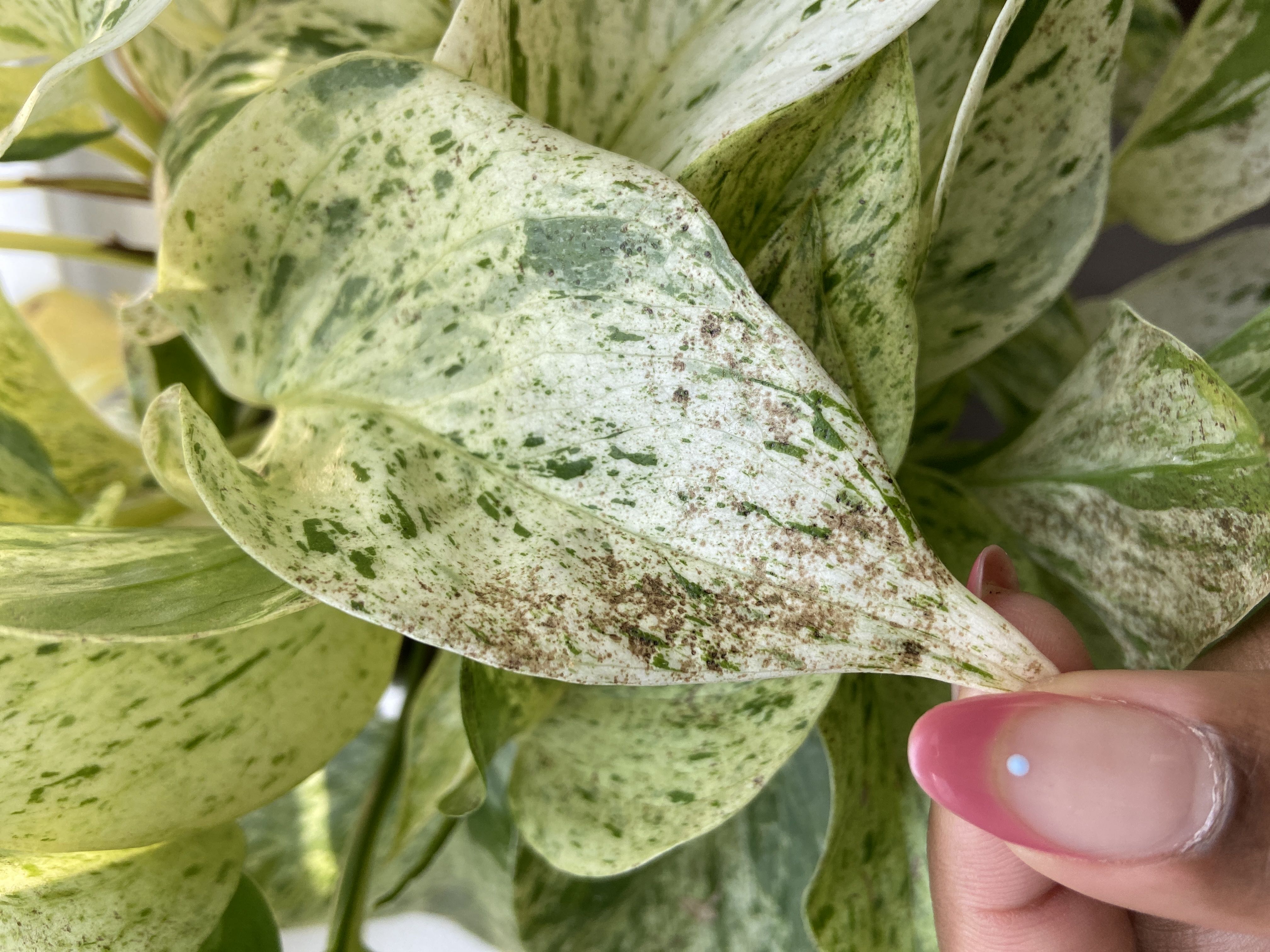 Snow Queen Pothos Plant Care: Water, Light, Nutrients | Greg App 🌱
