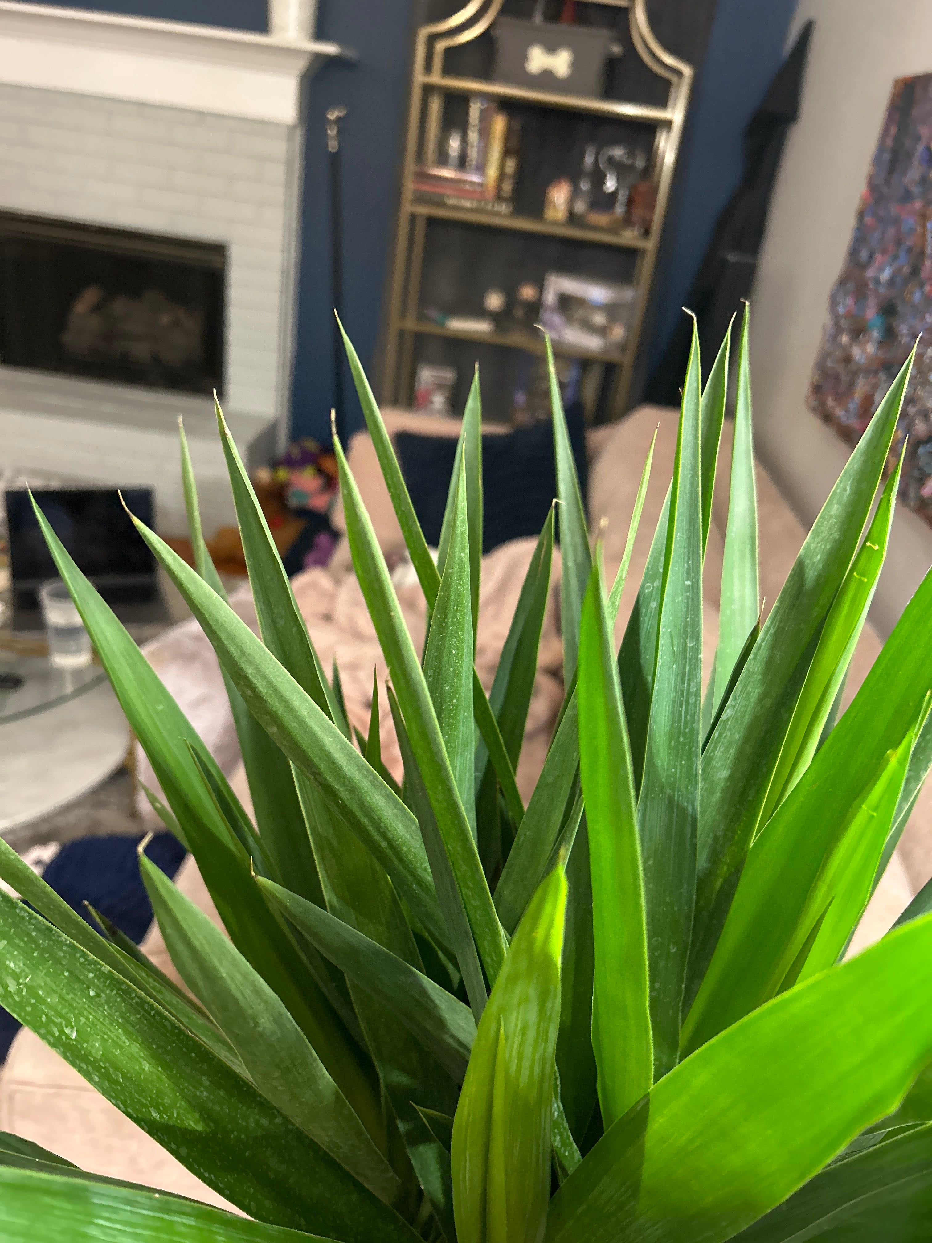 Blue-Stem Yucca Plant Care: Water, Light, Nutrients | Greg App 🌱