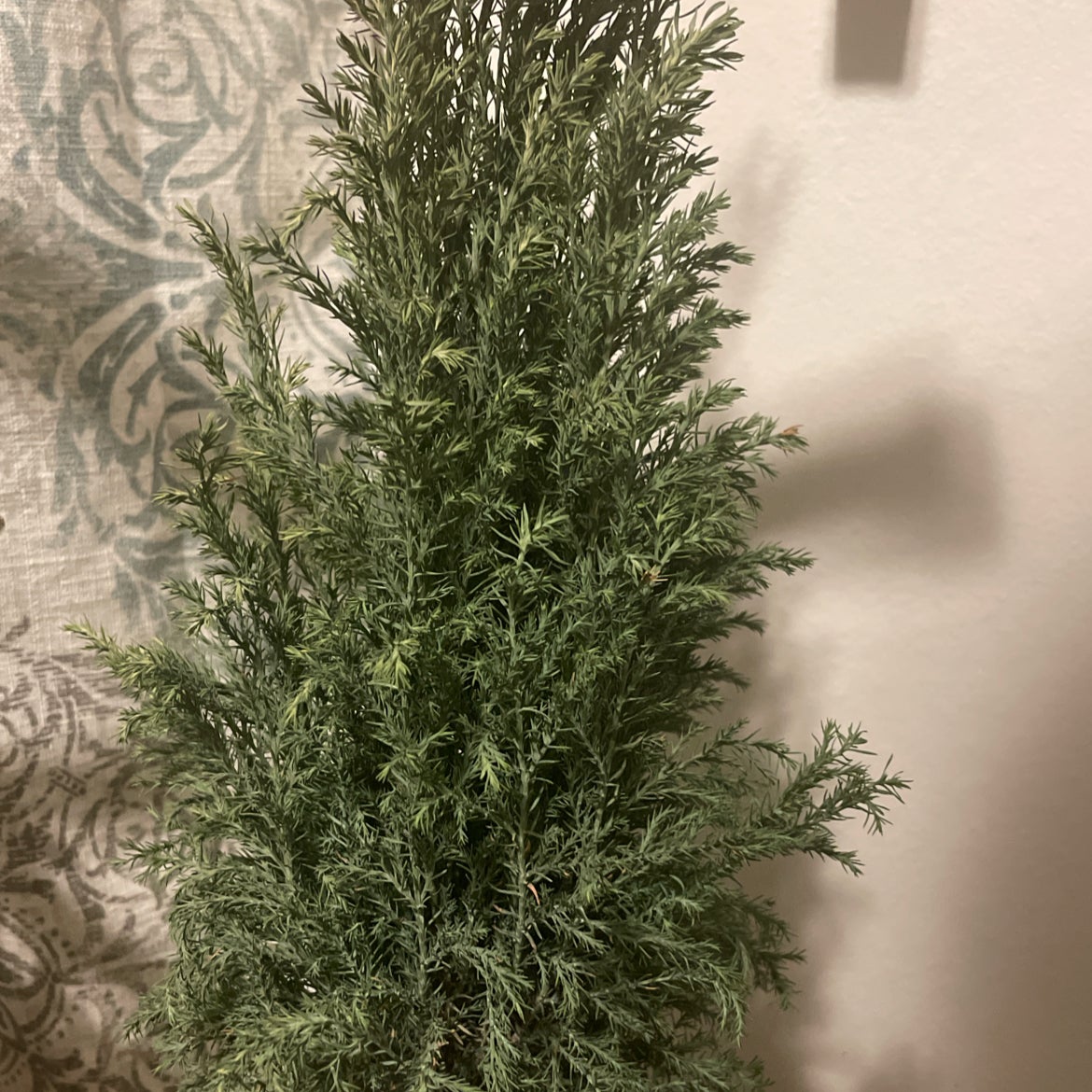 Propagating Lawson Cypress: The Ultimate Guide