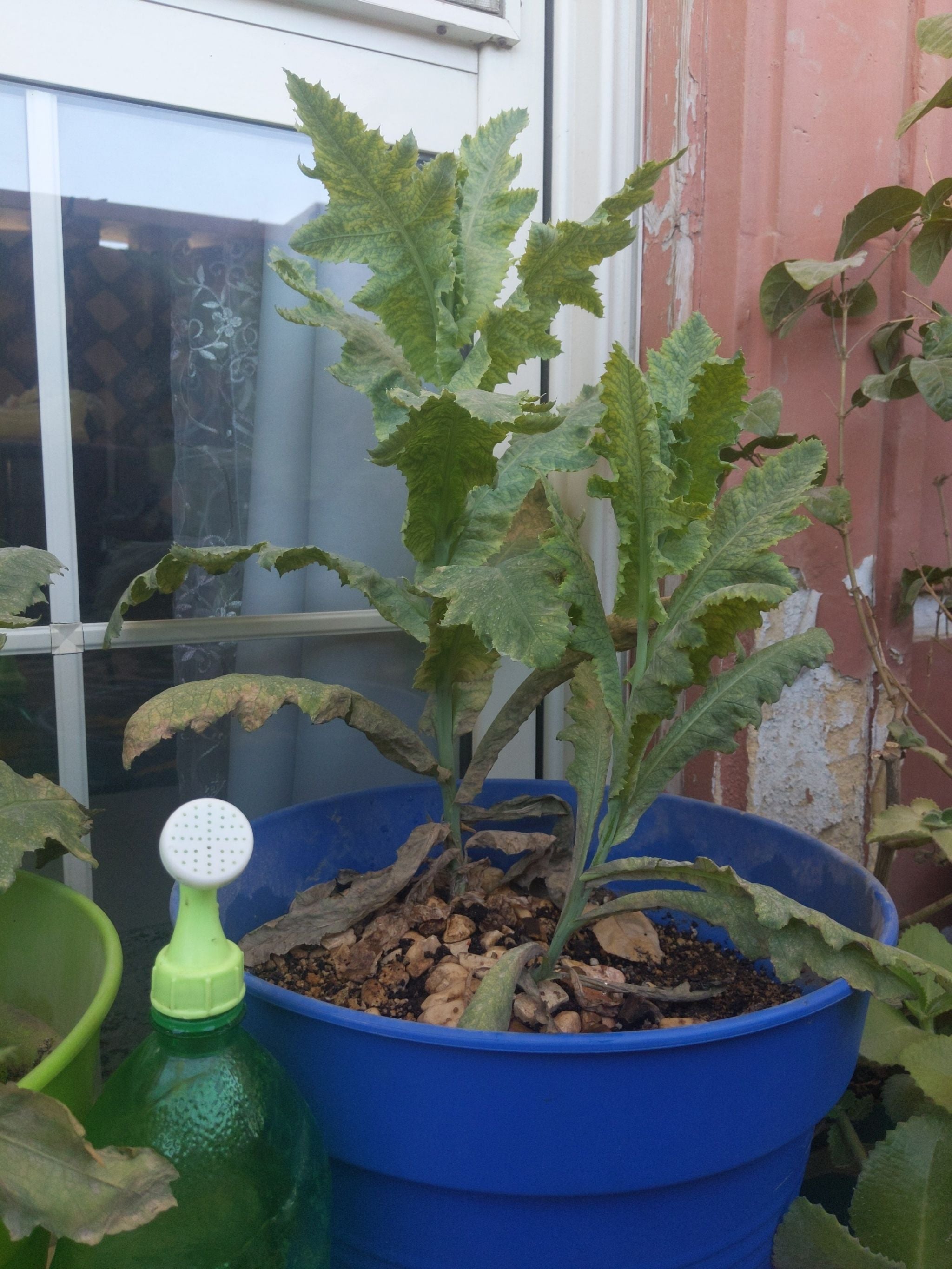 How Do I Cure opium poppy root rot?