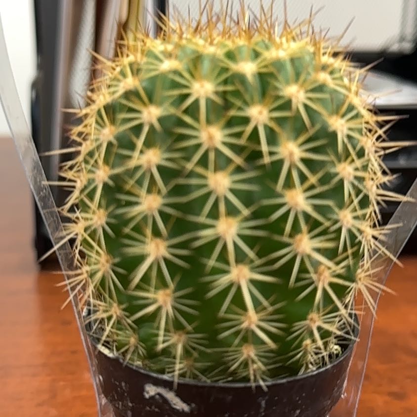 Rango | A plant by @WizardHardykiwi on Greg